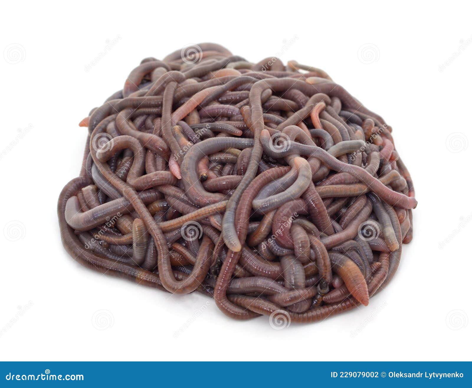 Pile of earthworms stock photo. Image of fishing, squirm - 229079002