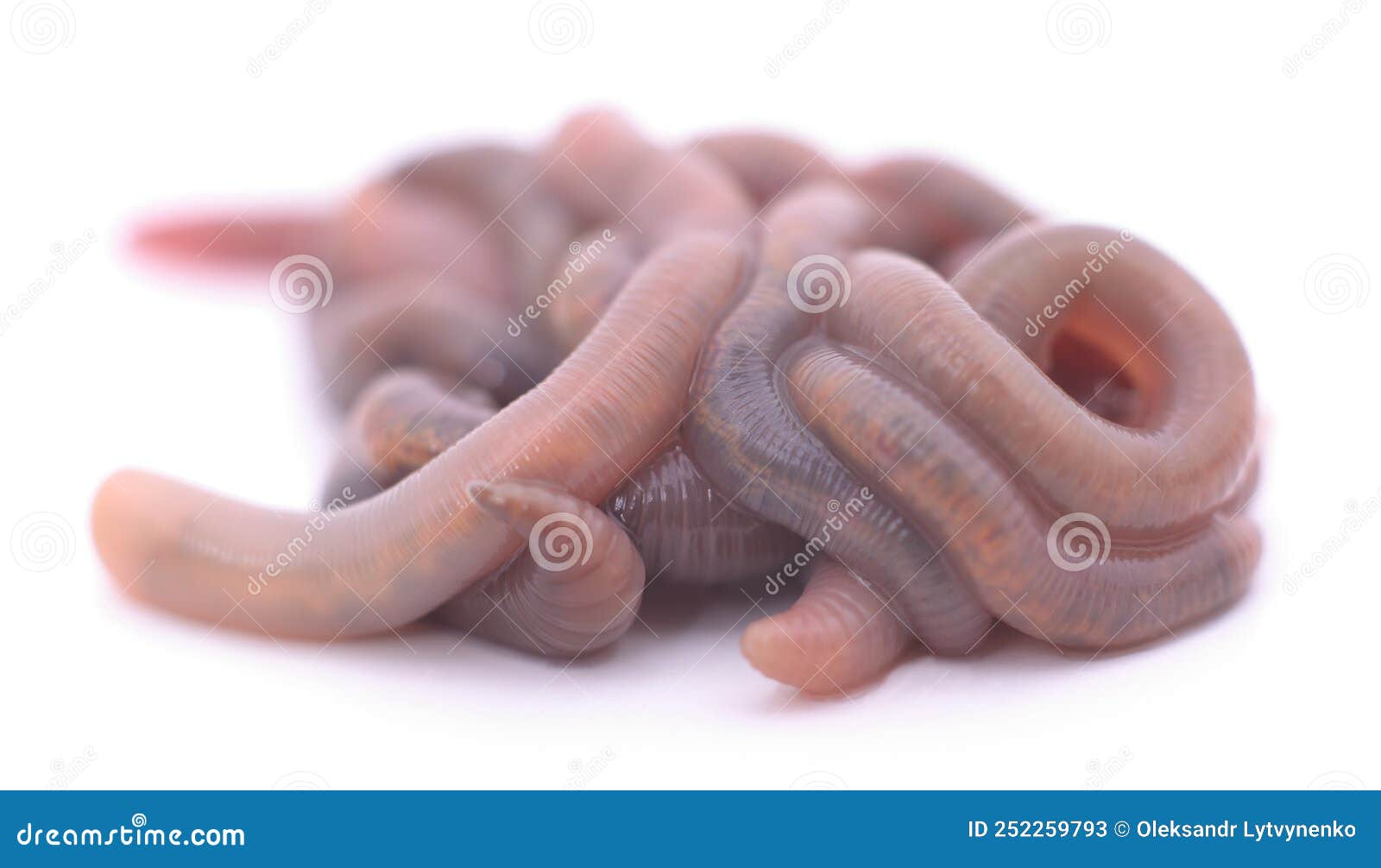 Pile of earthworms stock image. Image of fishing, isolated - 252259793