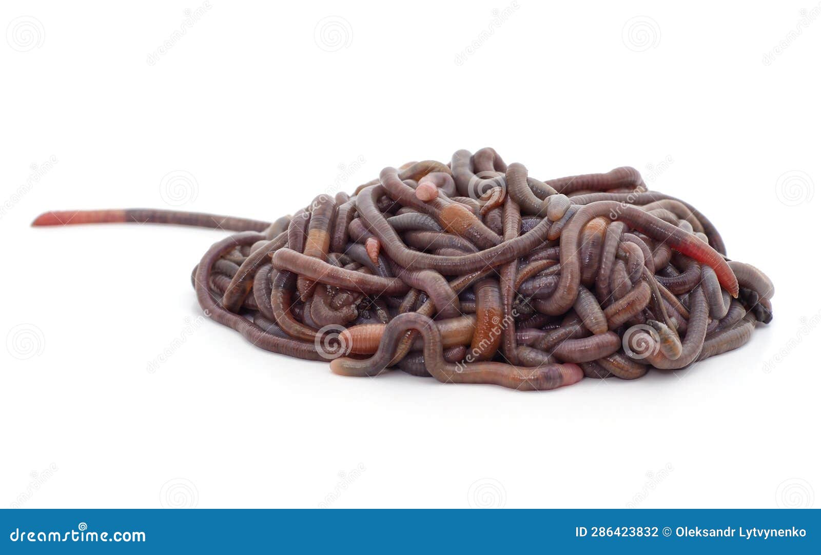 Pile of earthworms stock photo. Image of fishing, environment - 286423832