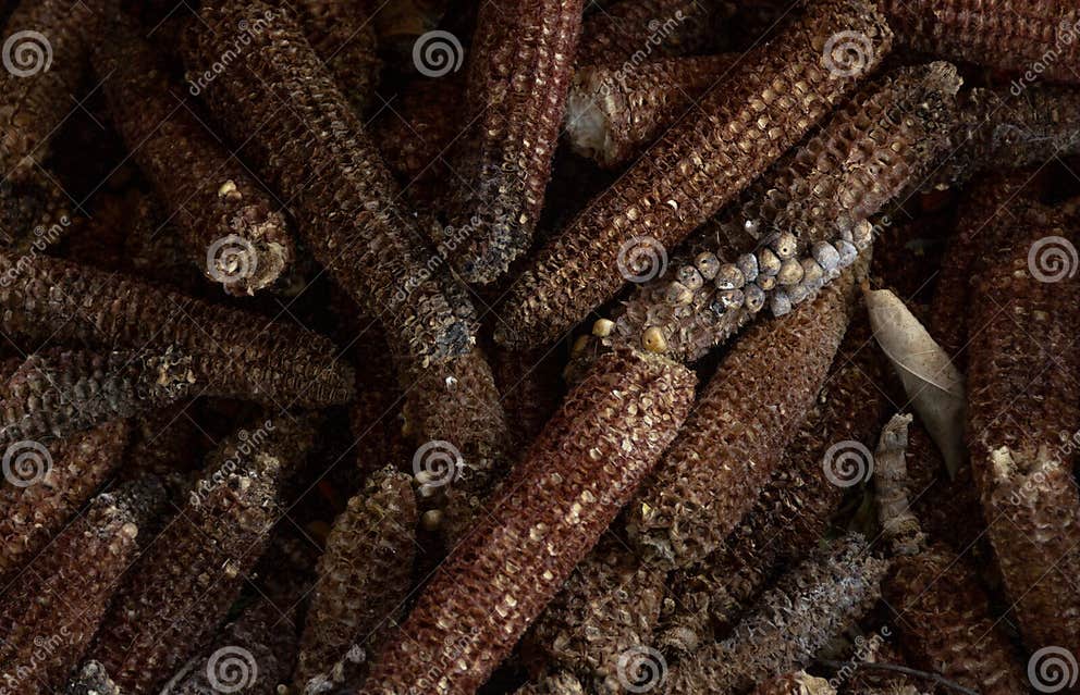 A pile of empty corn husks stock photo. Image of empty - 354851960