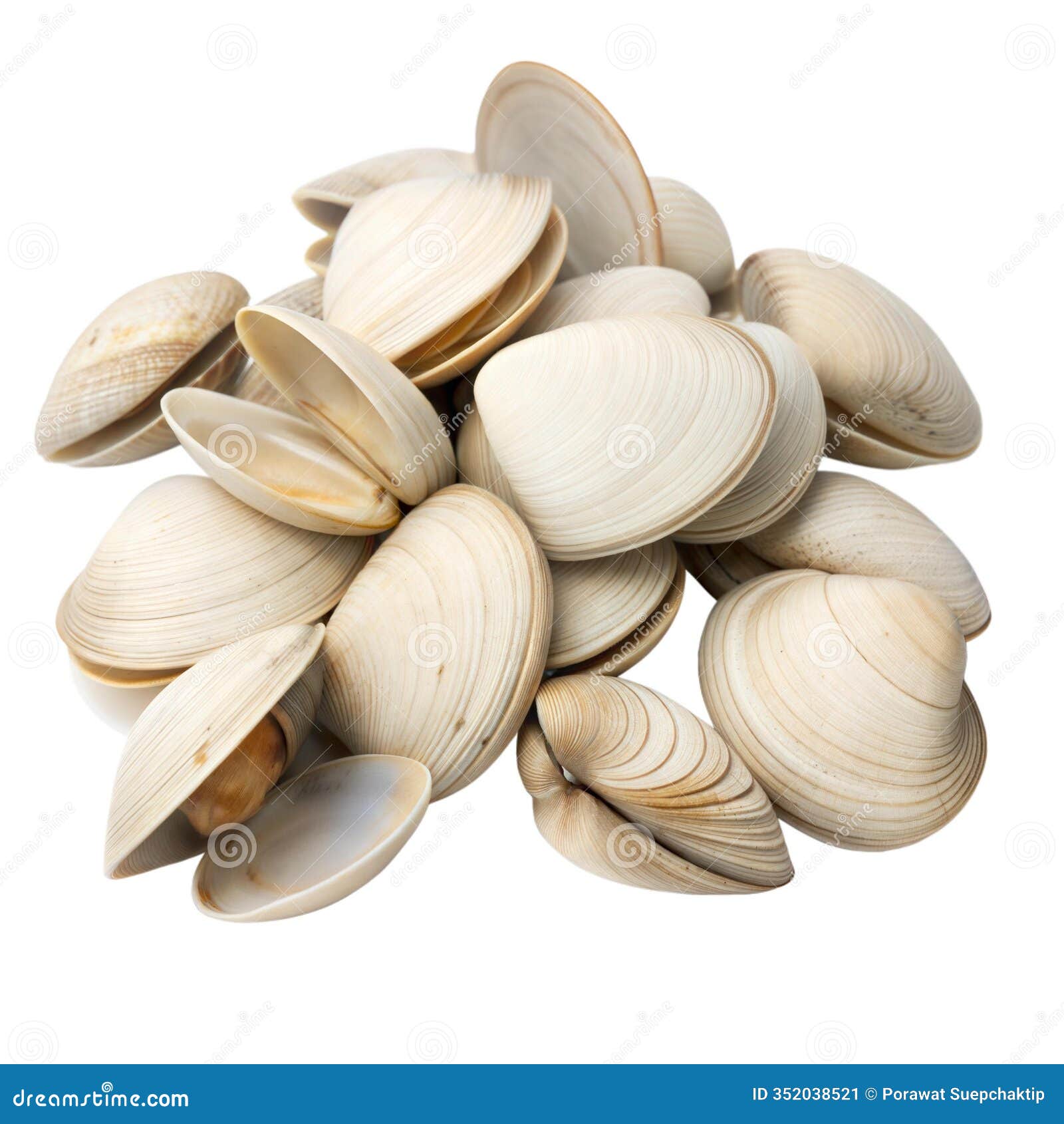 Pile of Empty Shells stock illustration. Illustration of marine - 352038521