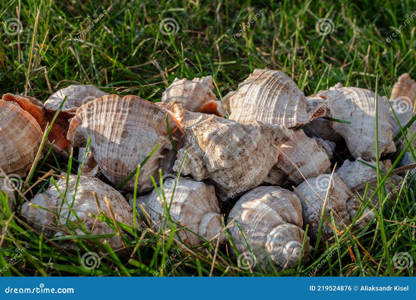 A Pile of Empty Seashells Lie in the Green Grass Close Up Stock Photo ...