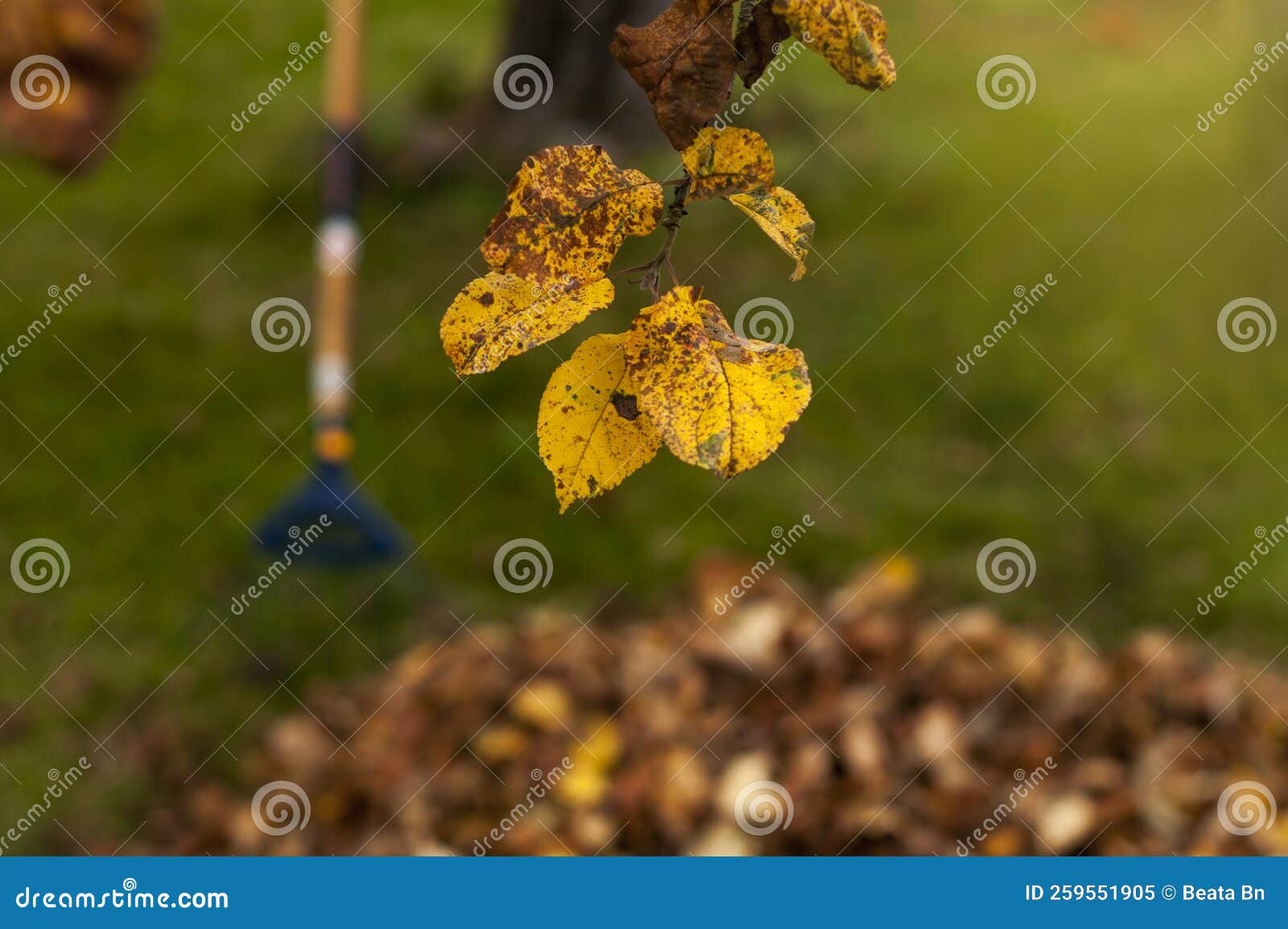 Fall leaves with rake stock image. Image of rake, work - 259551905