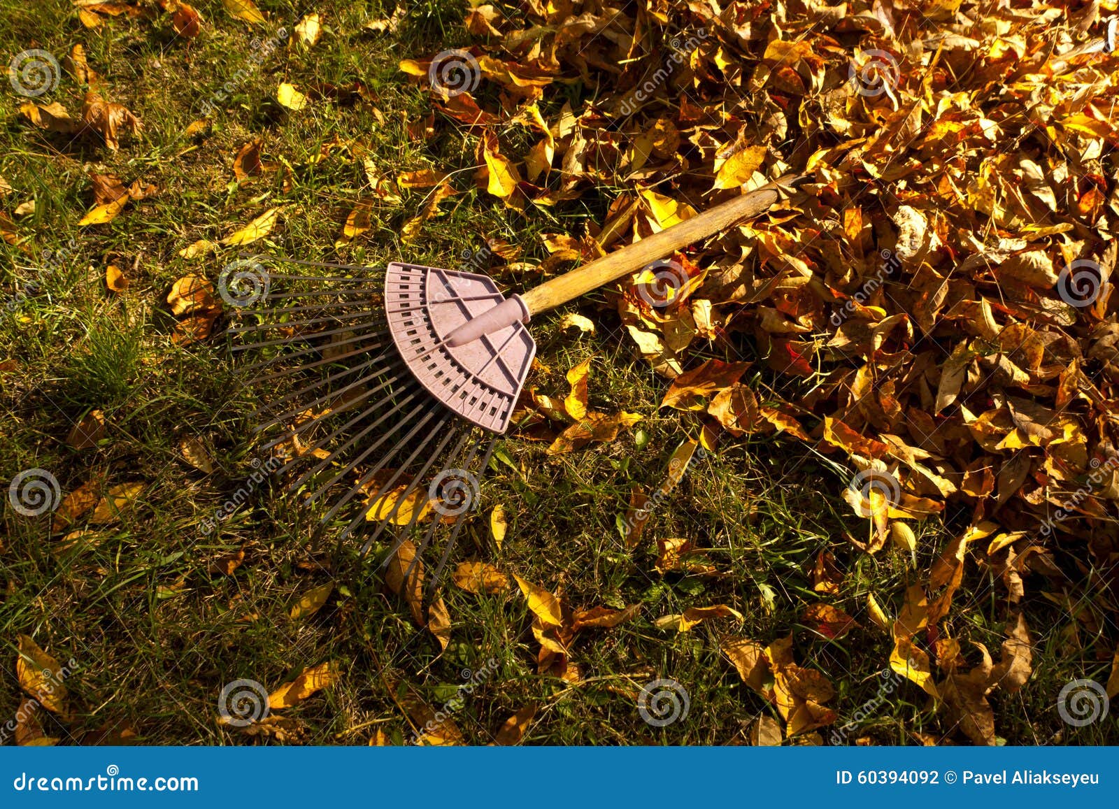 Pile of Fall Leaves with Rake. Stock Photo - Image of maintenance, heap ...