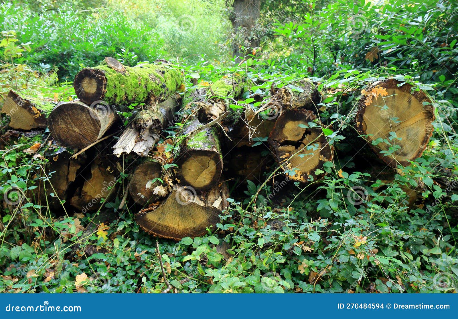 Fallen Moss Covered Trees Surrounded by Foliage Stock Photo - Image of ...