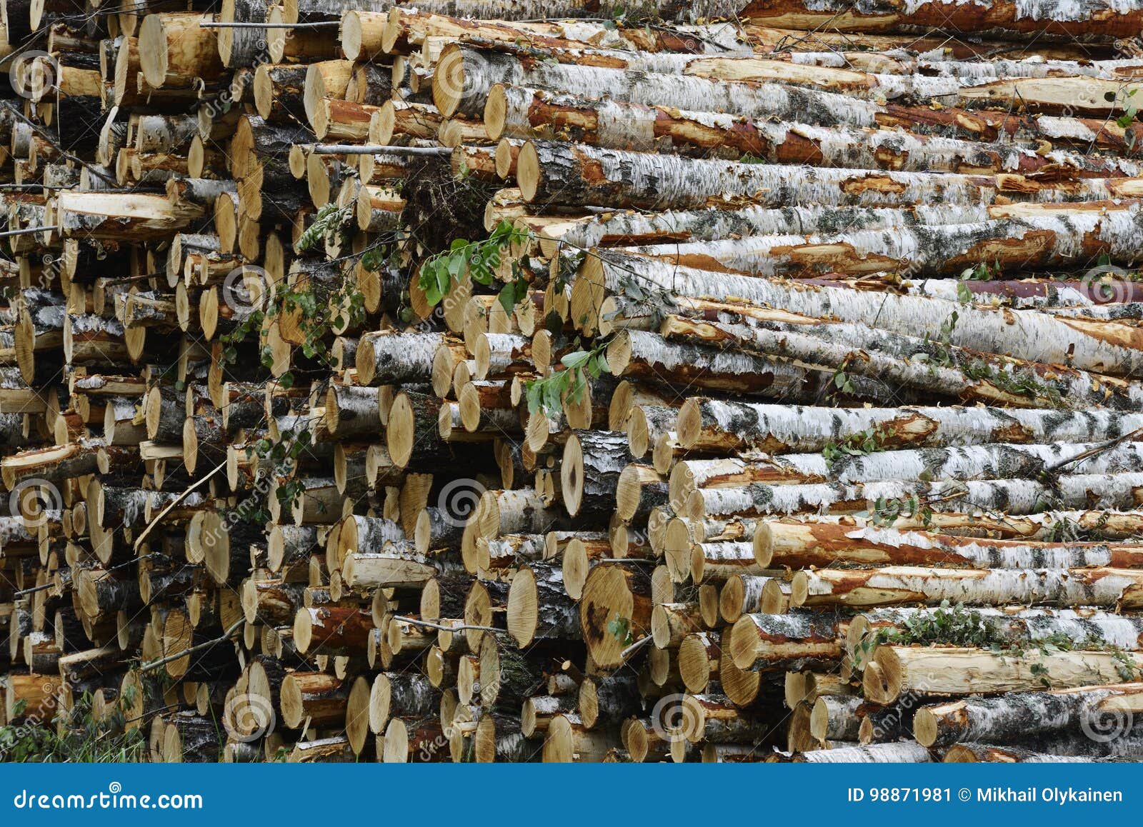 Pile of Felled Birch Tree Trunks Stock Image - Image of density ...