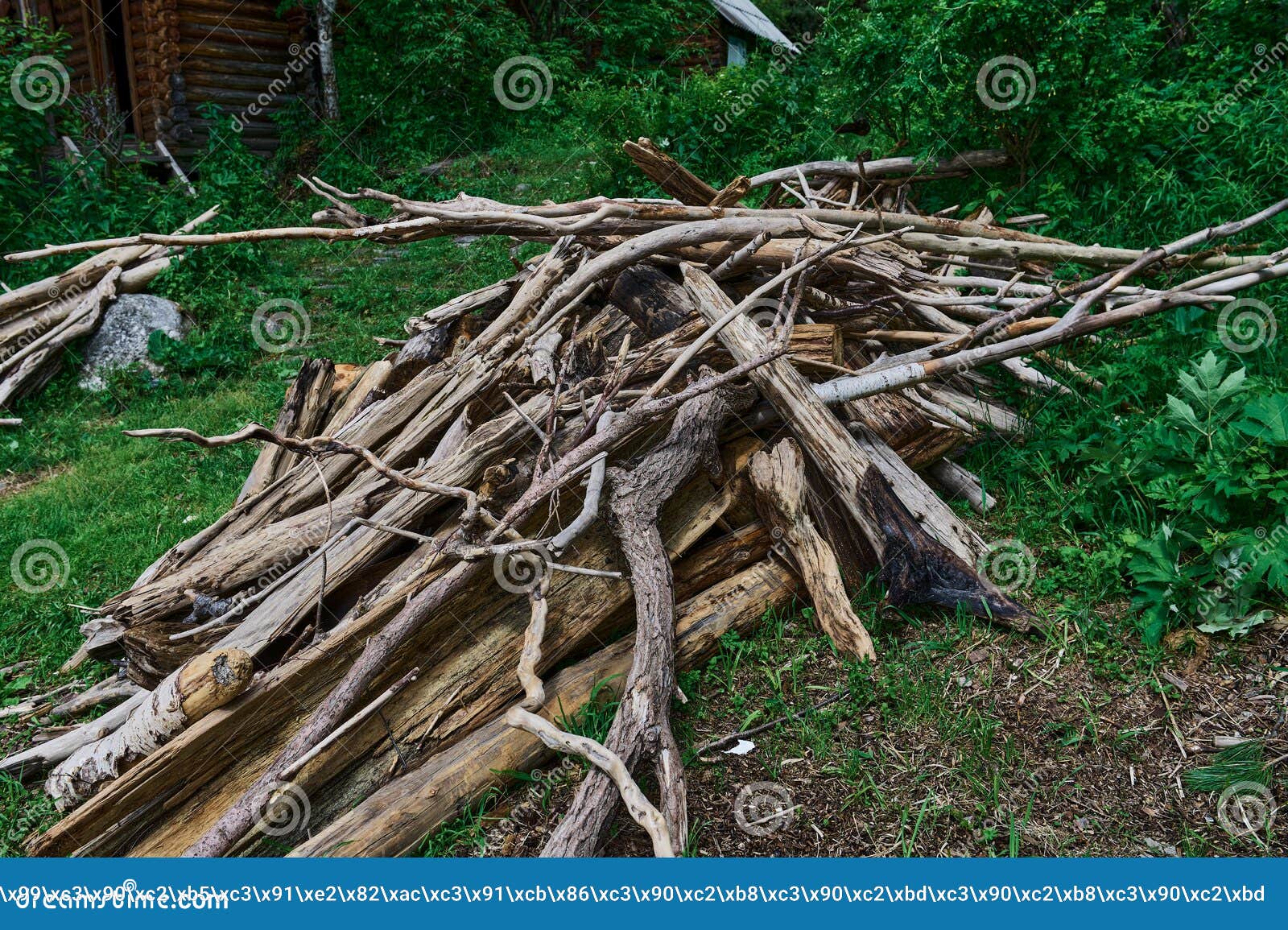A Pile of Felled Tree Branches. Processing of Trees in the Spring ...