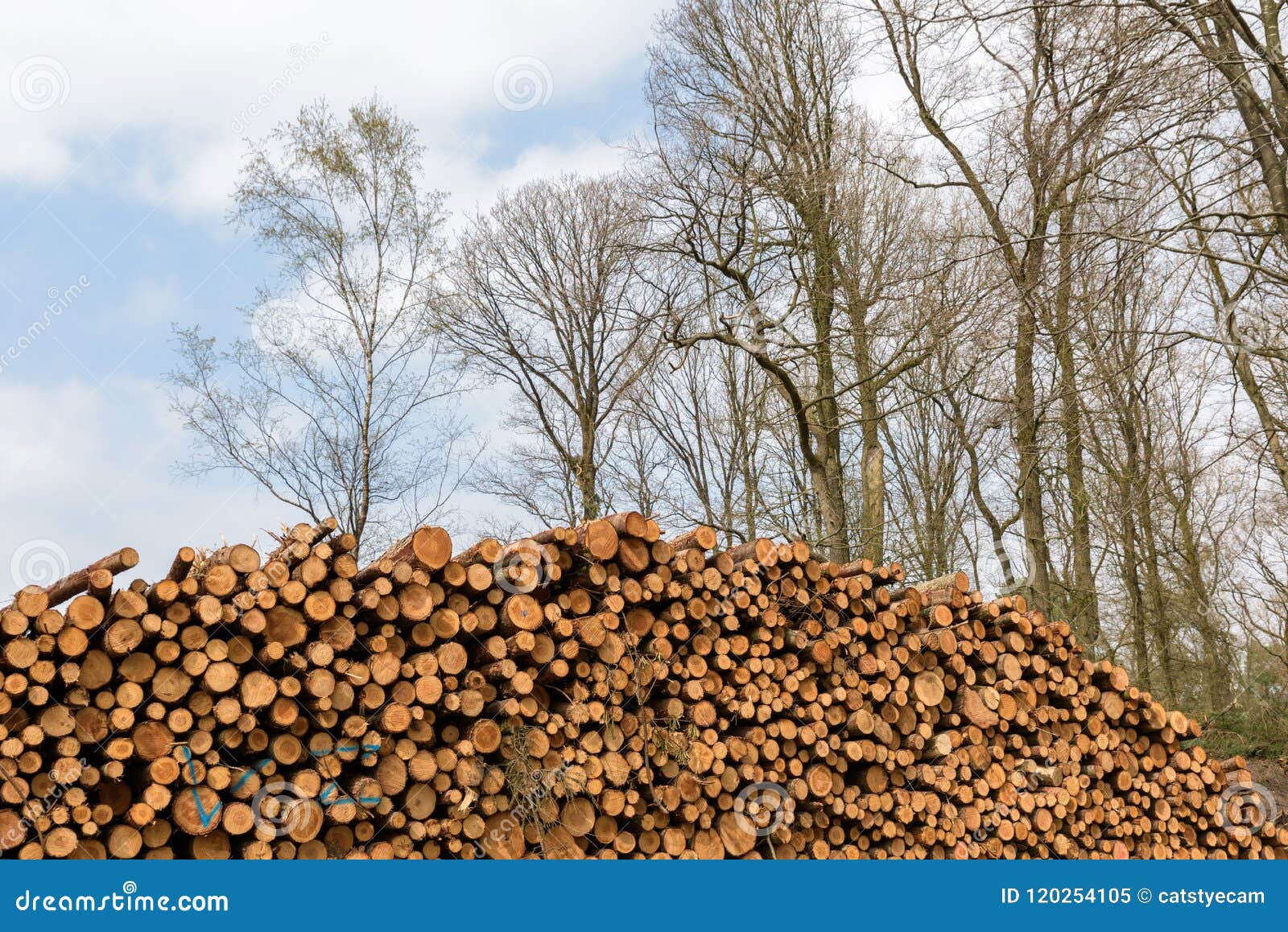 A Pile of Felled Trees in a Forest Stock Image - Image of concept ...