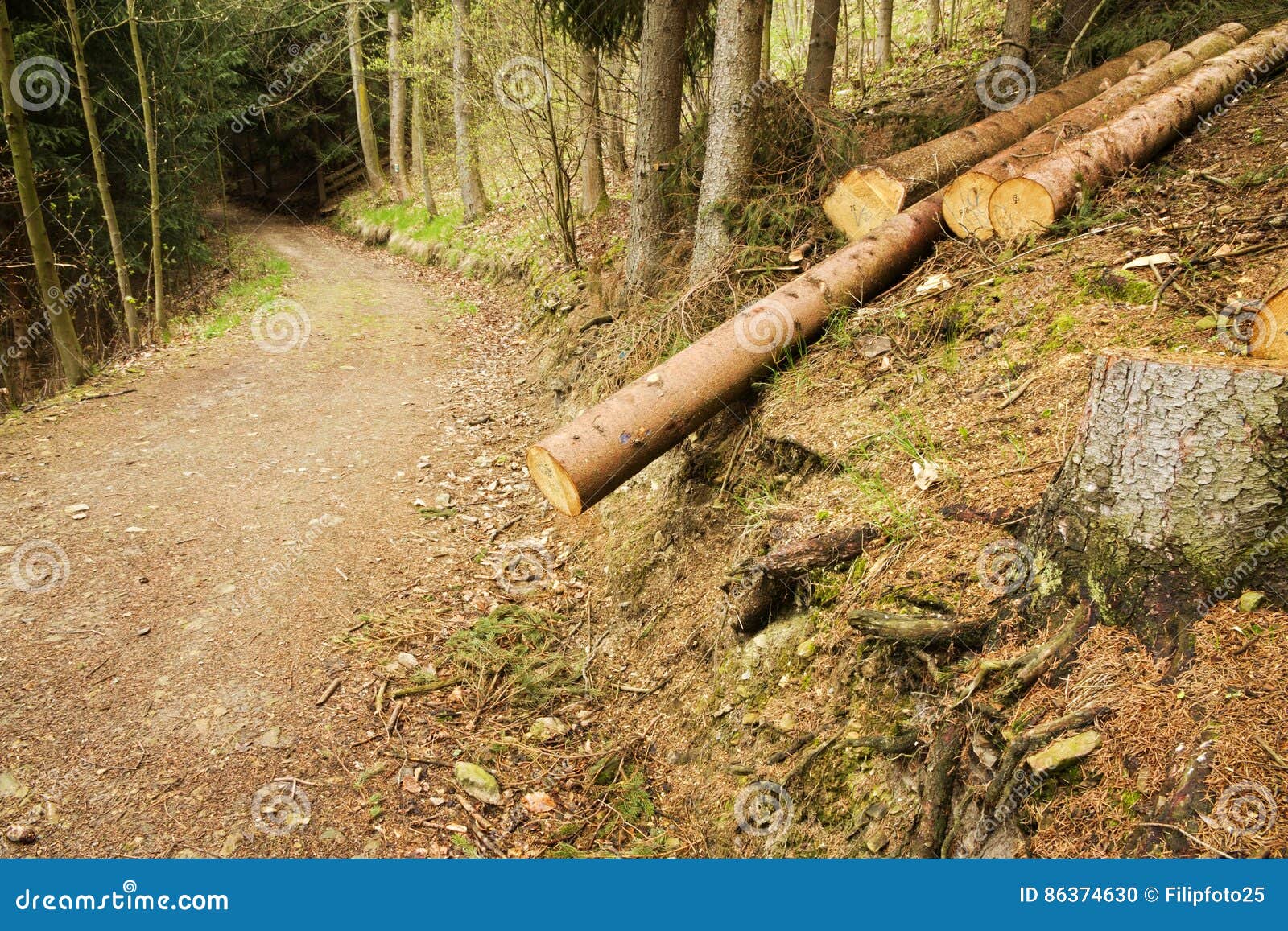 Pile of felled trees stock photo. Image of heap, autumn - 86374630