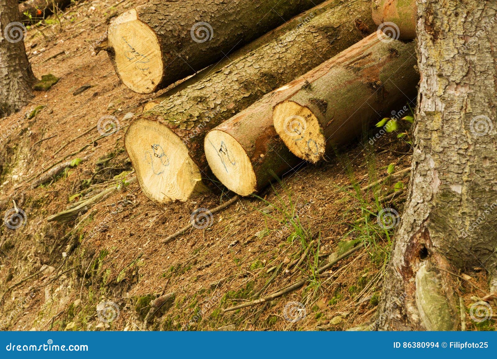 Pile of felled trees stock photo. Image of lying, needles - 86380994