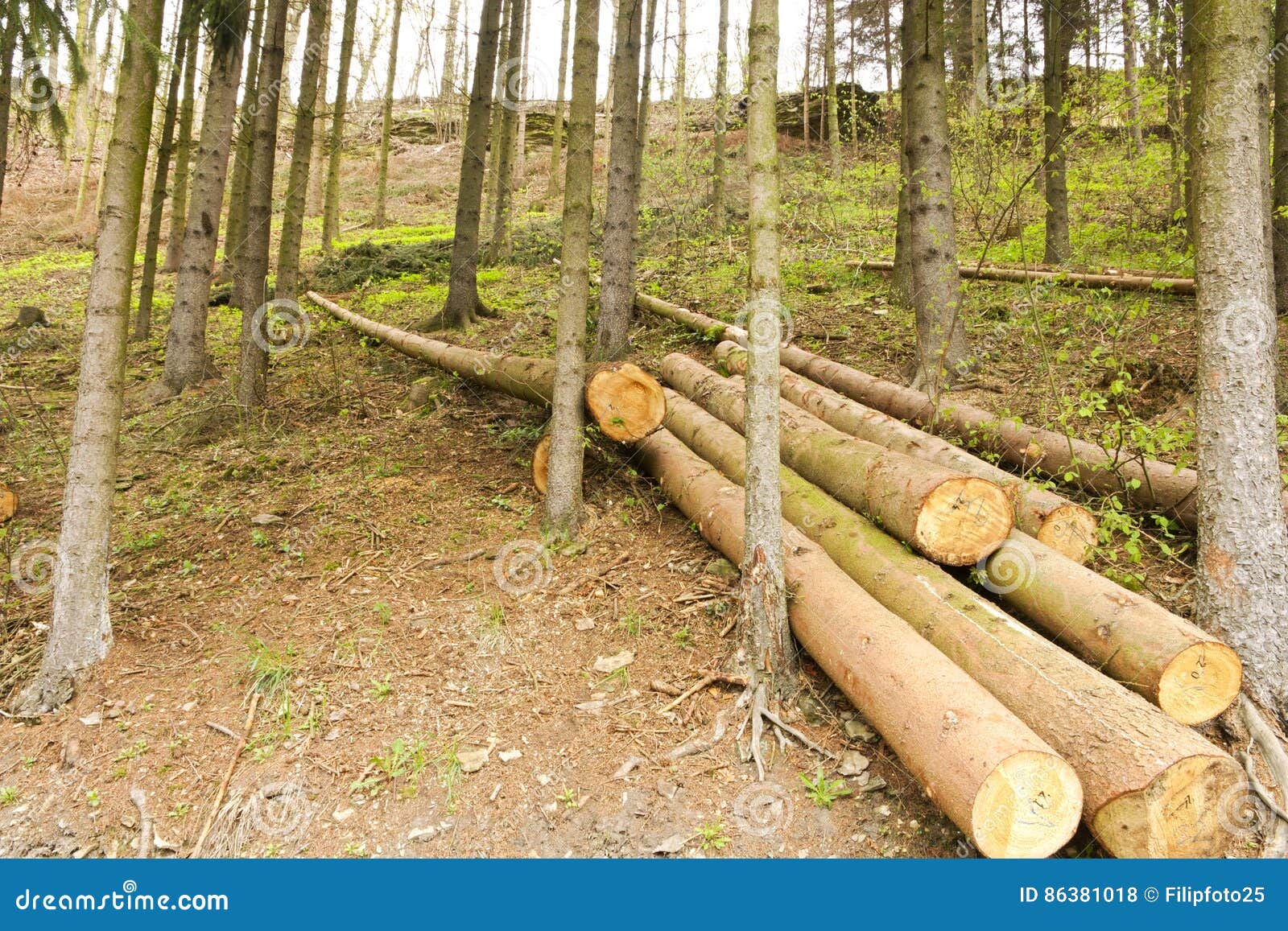 Pile of felled trees stock photo. Image of autumn, bench - 86381018