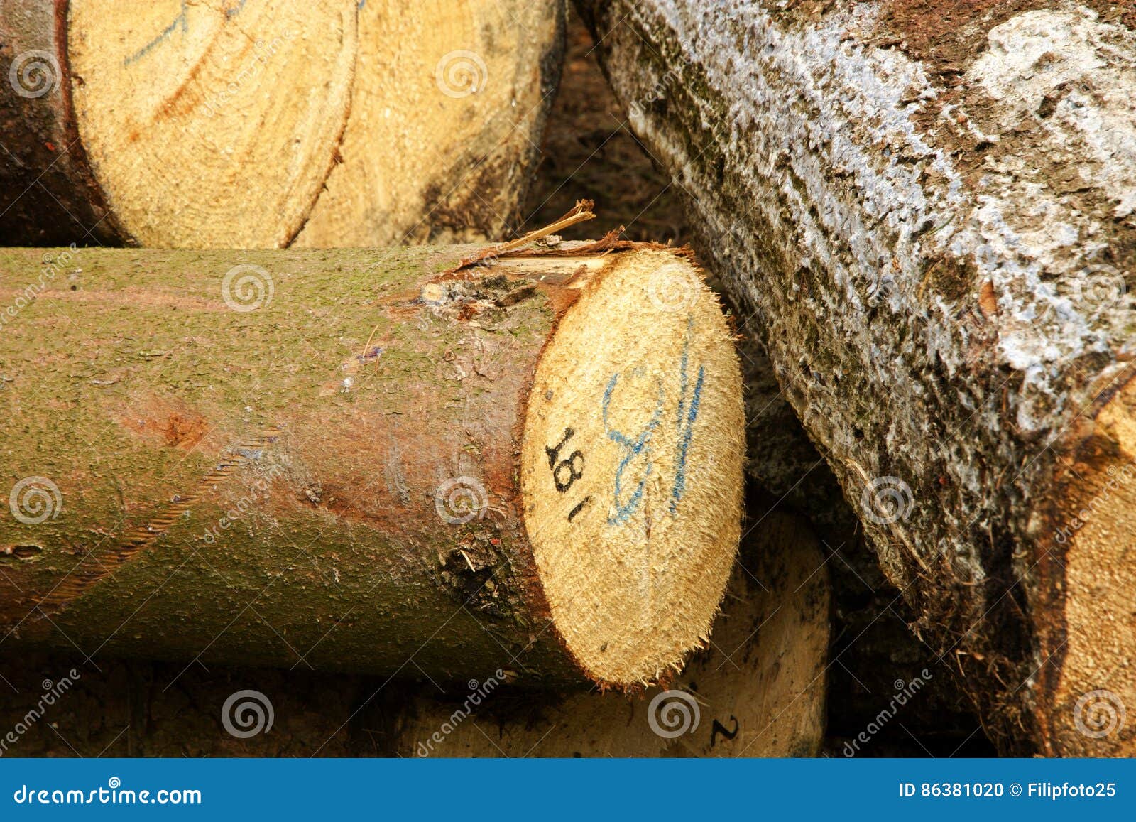 Pile of felled trees stock photo. Image of lumberjack - 86381020