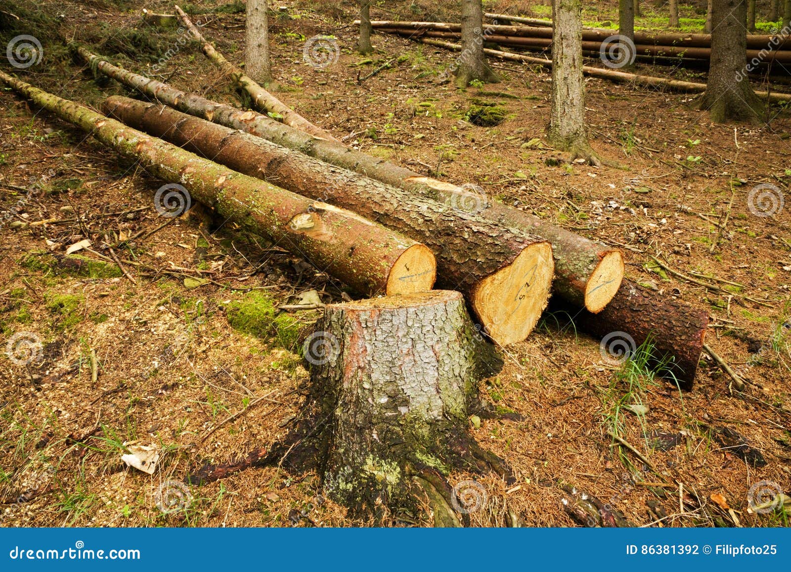 Pile of felled trees stock photo. Image of forest, forestry - 86381392