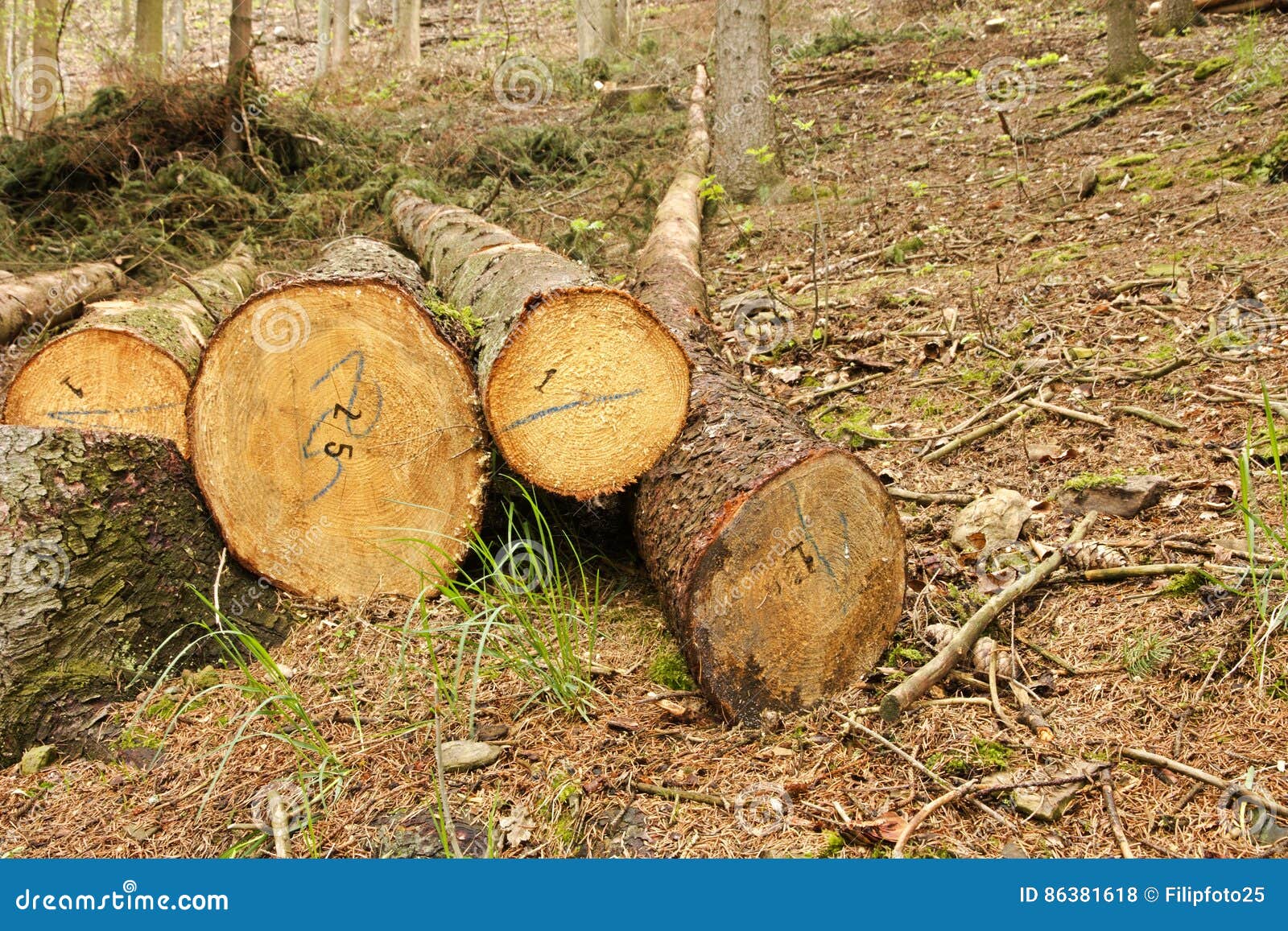 Pile of felled trees stock photo. Image of board, forestry - 86381618
