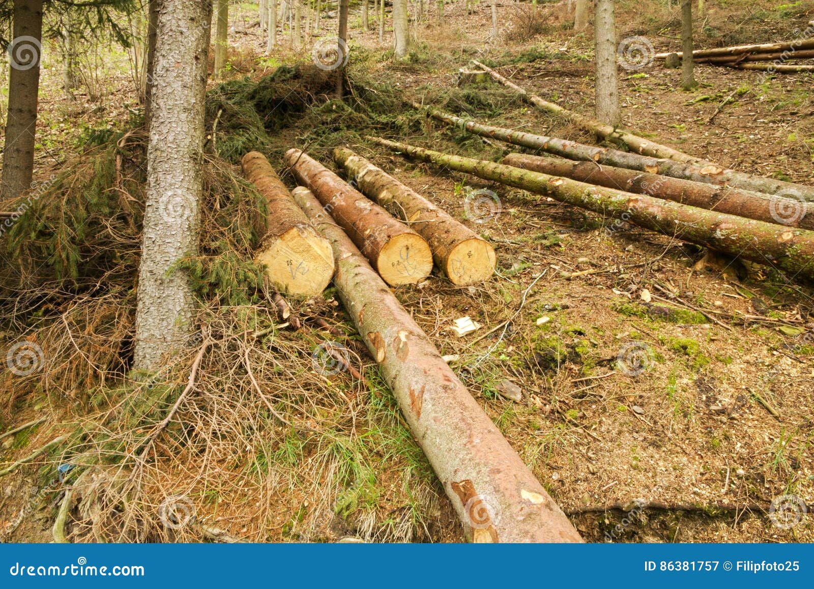 Pile of felled trees stock image. Image of november, business - 86381757
