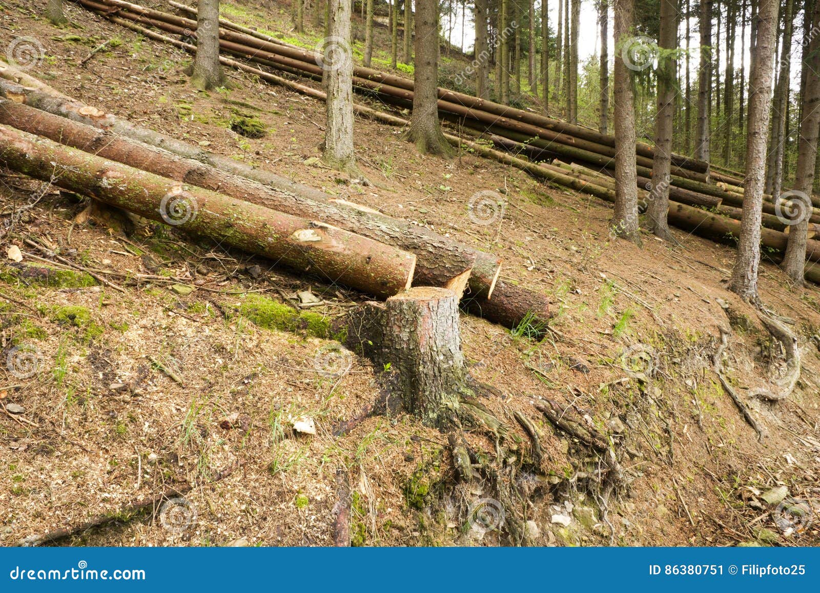 Pile of felled trees stock image. Image of comfort, business - 86380751