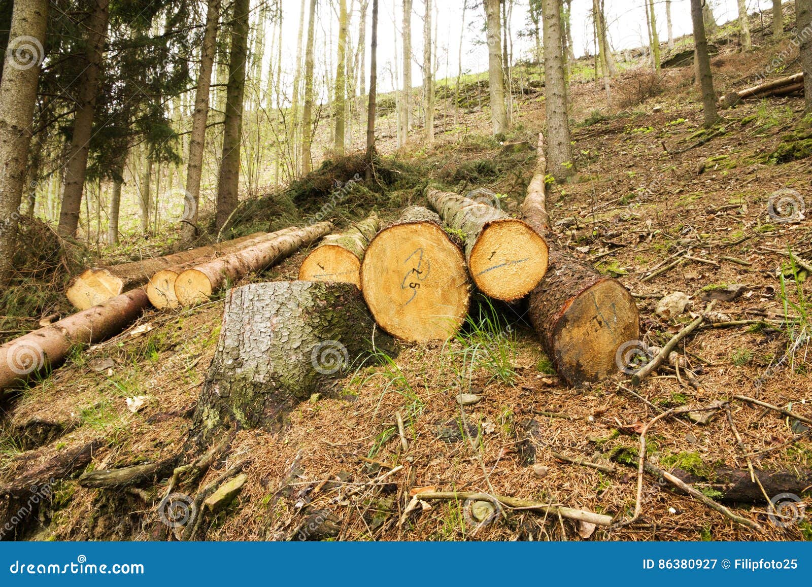 Pile of felled trees stock image. Image of heating, autumn - 86380927