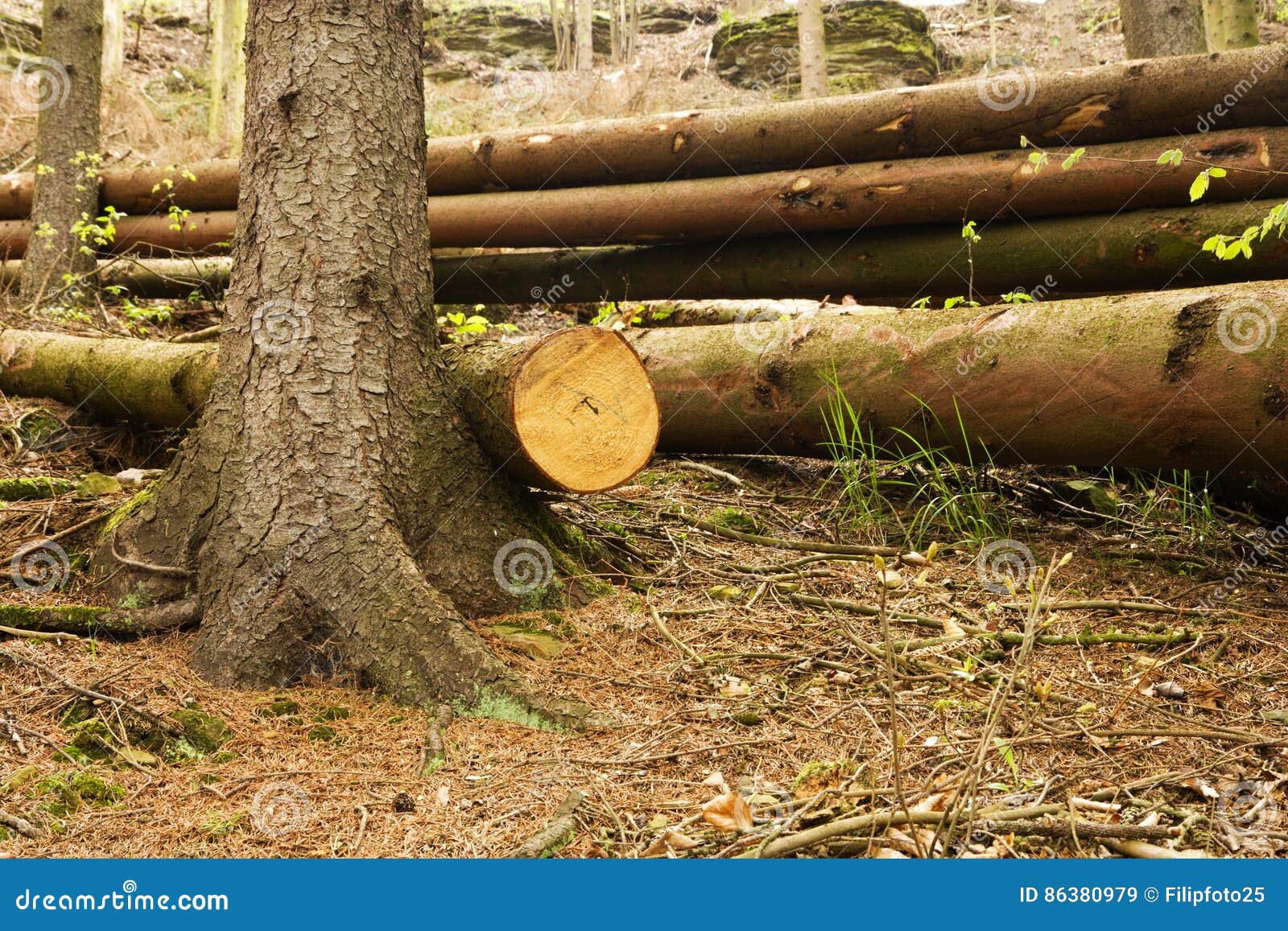 Pile of felled trees stock image. Image of cross, autumn - 86380979