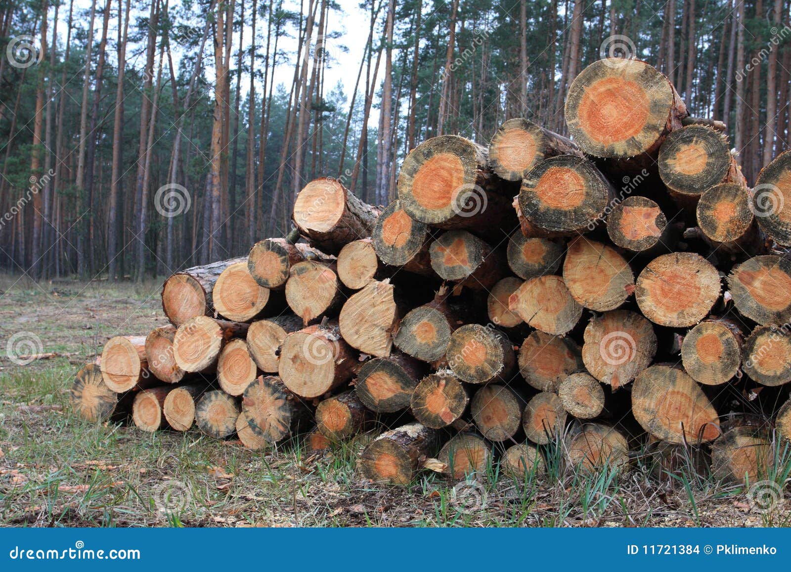 Pile of fire wood logs stock photo. Image of grass, burn - 11721384
