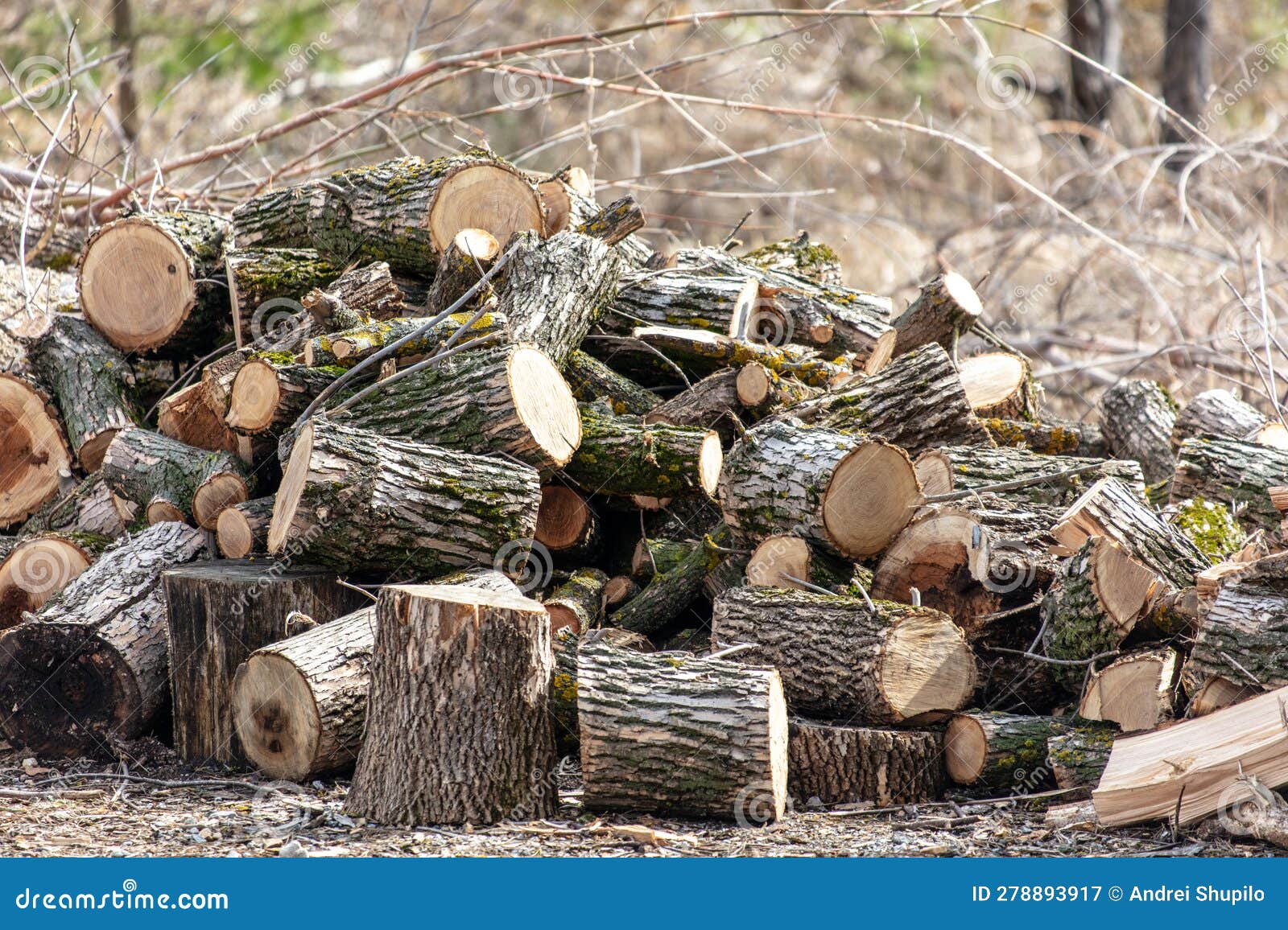 Pile of Firewood in the Forest Stock Image - Image of forestry, winter ...