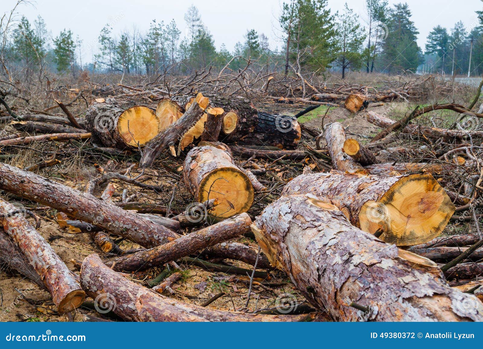 Pile of firewood stock photo. Image of stump, lumberjack - 49380372