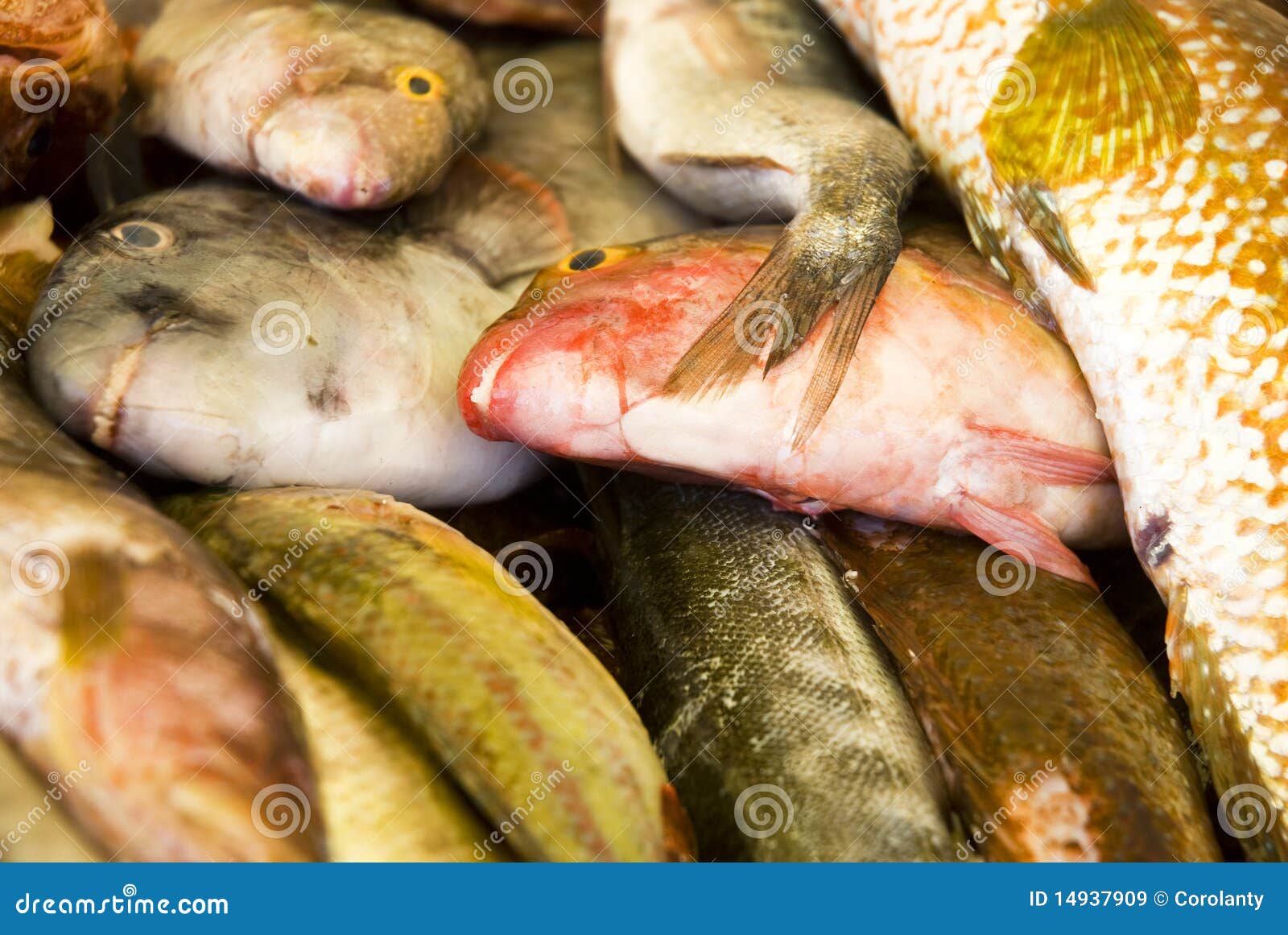 Pile of fish stock image. Image of stall, fish, market - 14937909