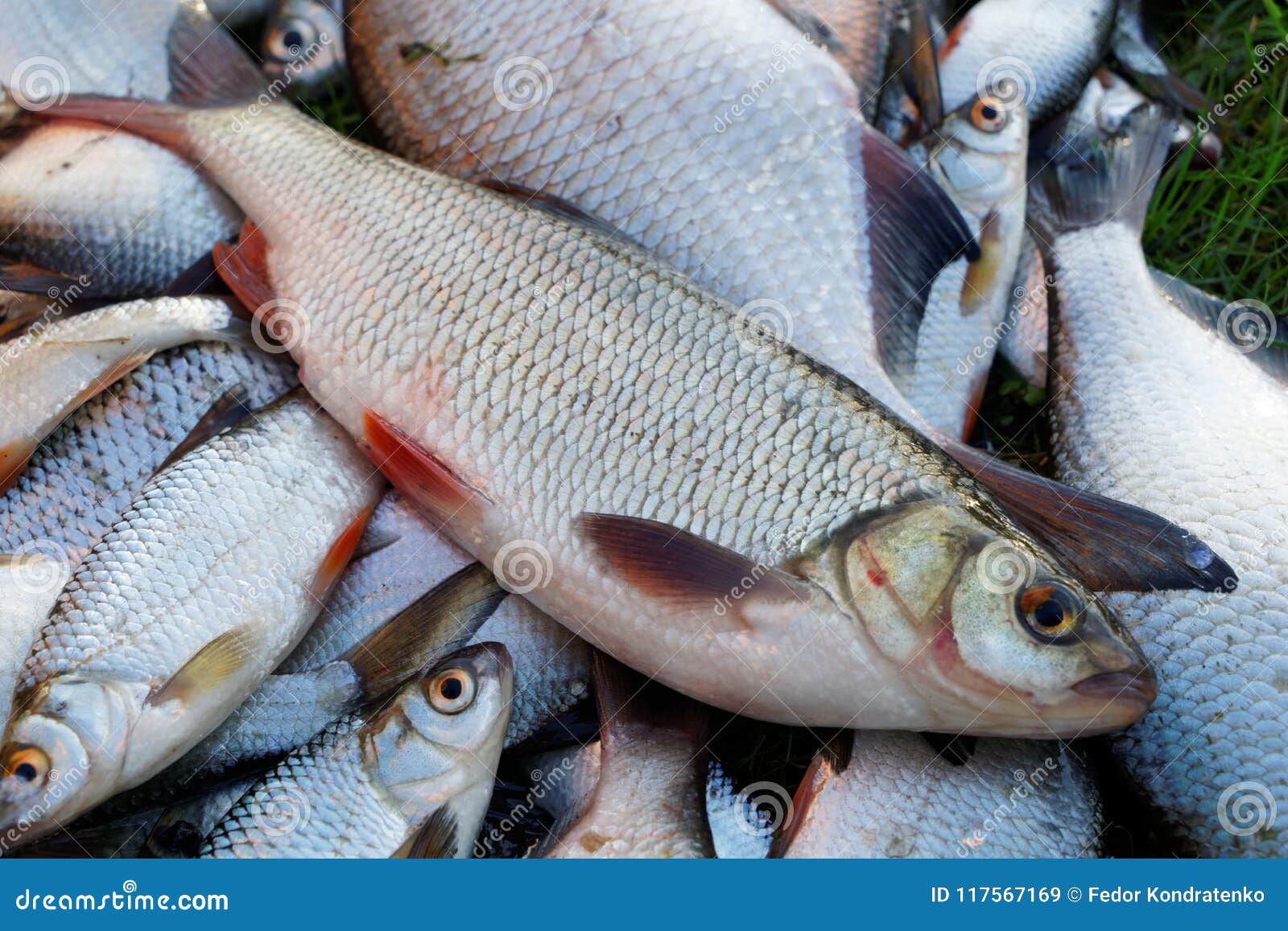 Pile of fish on grass stock image. Image of bream, grass - 117567169
