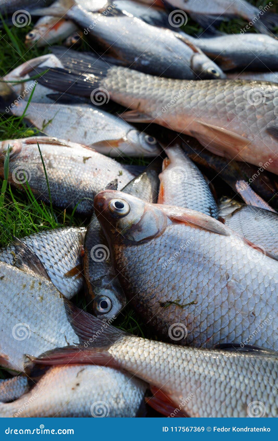 Pile of fish on grass stock image. Image of roach, pile - 117567369