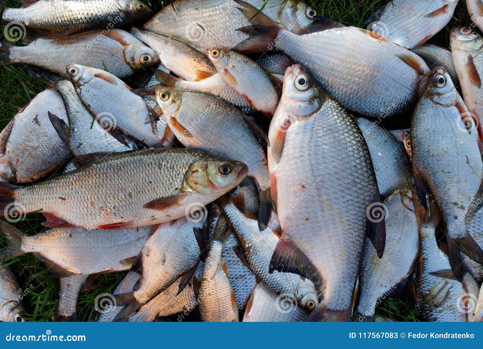 Pile of fish on grass stock image. Image of spring, stack - 117567083