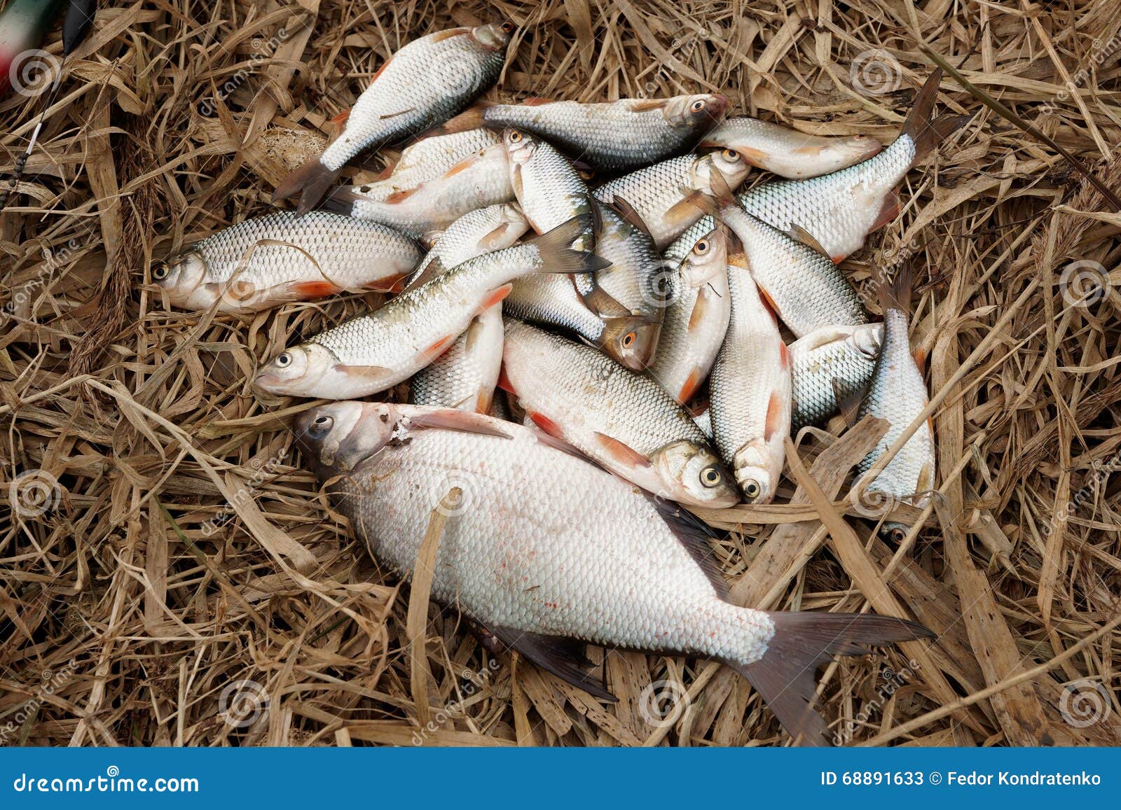 Pile of Fish on Last Year S Withered Grass Stock Image - Image of ...