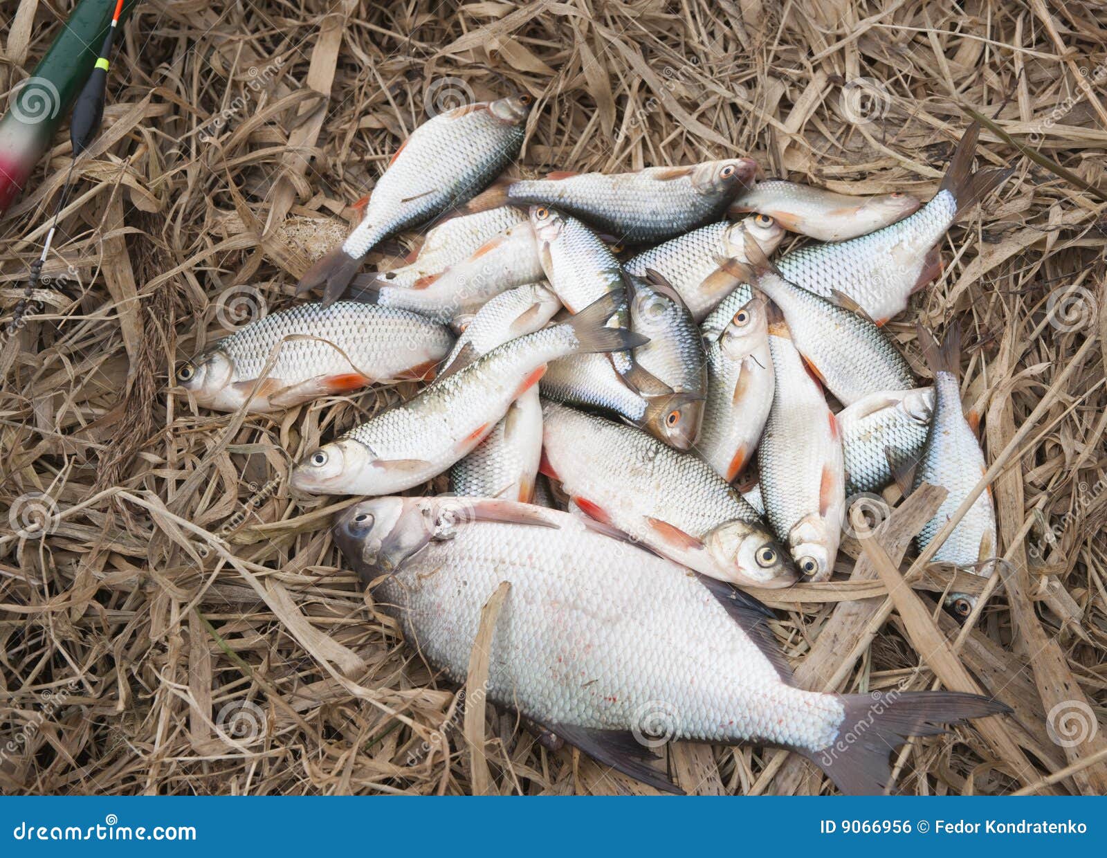 Pile of Fish on Withered Grass with Bright Float Stock Photo - Image of ...