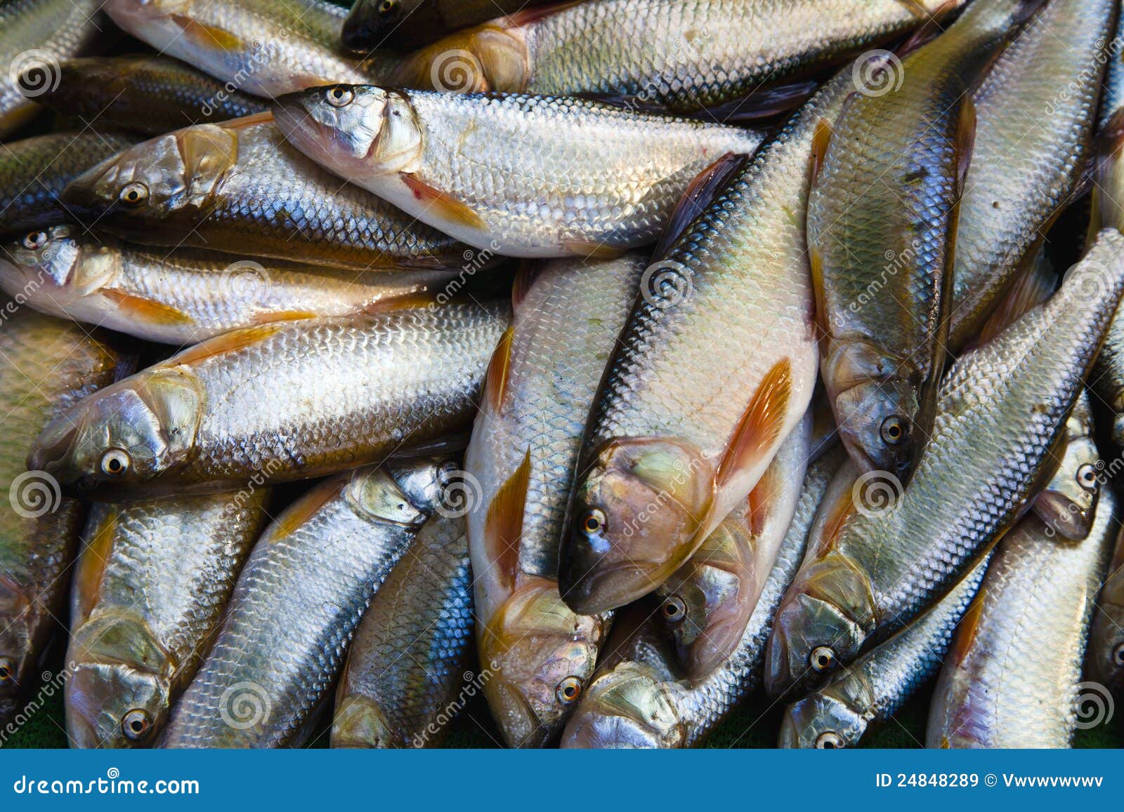 A Pile of Fishes stock image. Image of nature, food, selling - 24848289