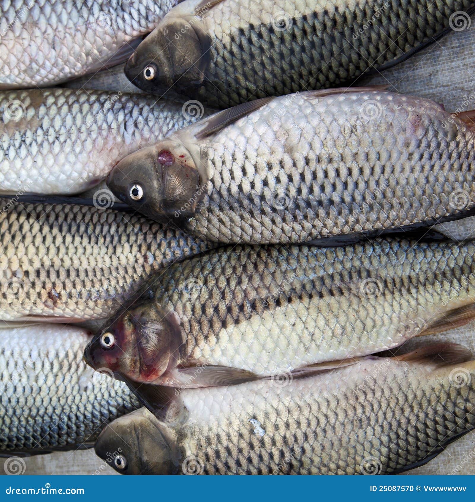 A pile of fishes stock photo. Image of fresh, river, dead - 25087570