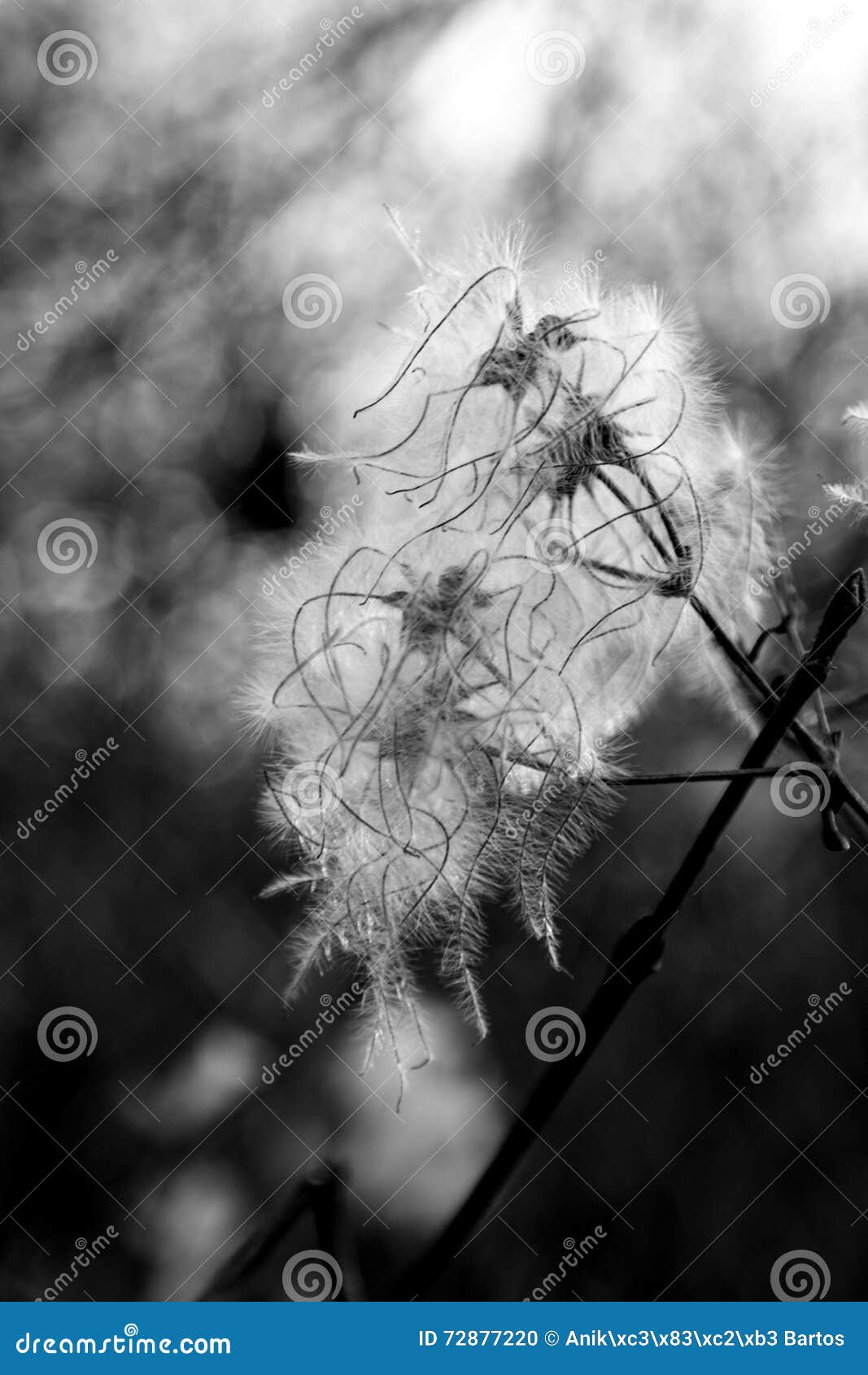 Pile-flowered bush stock photo. Image of contrast, hungary - 72877220