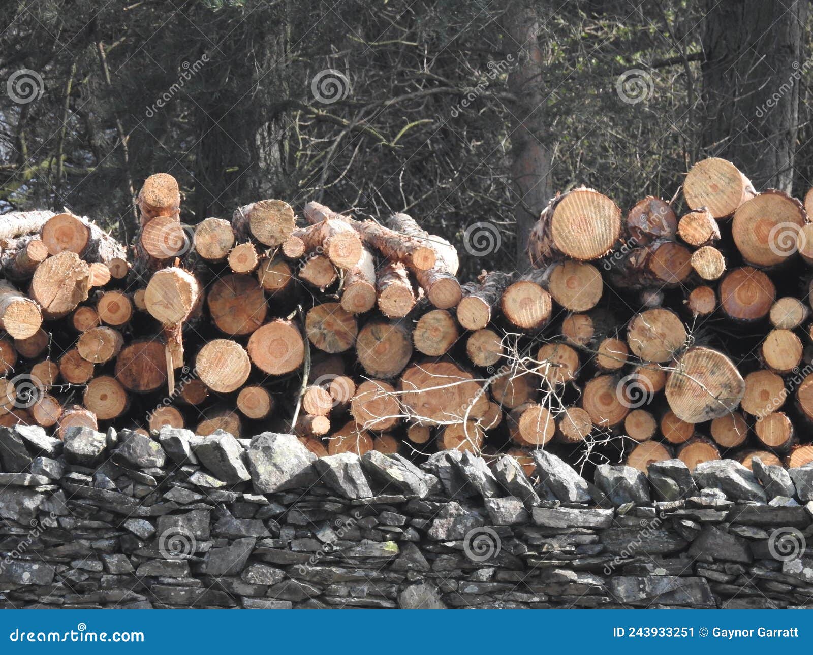 Fallen Tree Branches Logged for Use Stock Image - Image of tree, pile ...