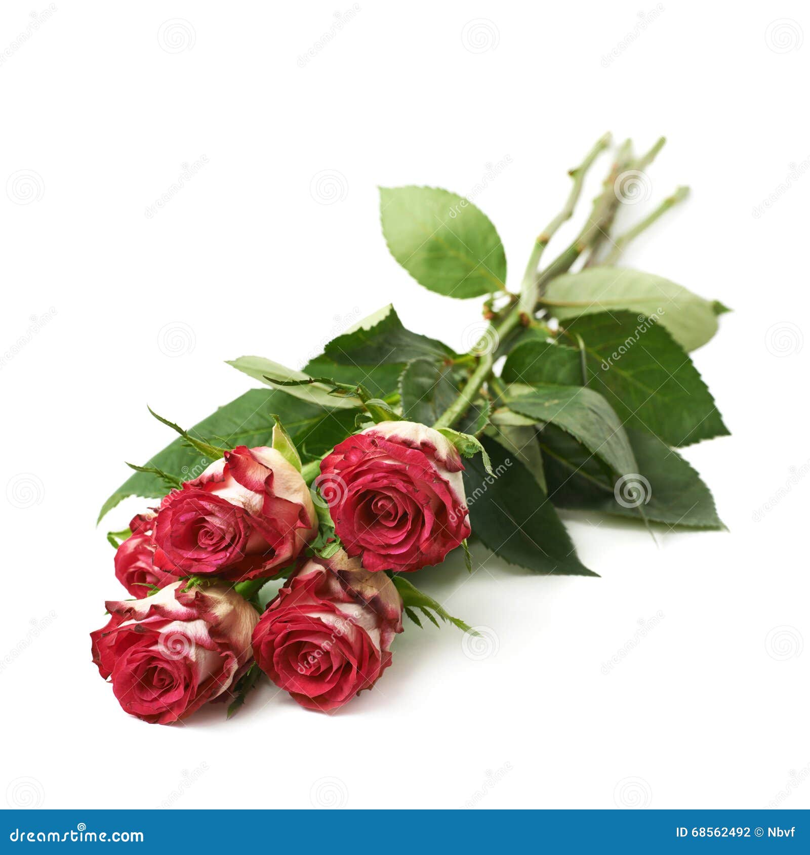 Pile of Four Roses Isolated Stock Photo - Image of love, beauty: 68562492 Pile of Four Roses Isolated Stock Photo - Image of love, beauty: 68562492