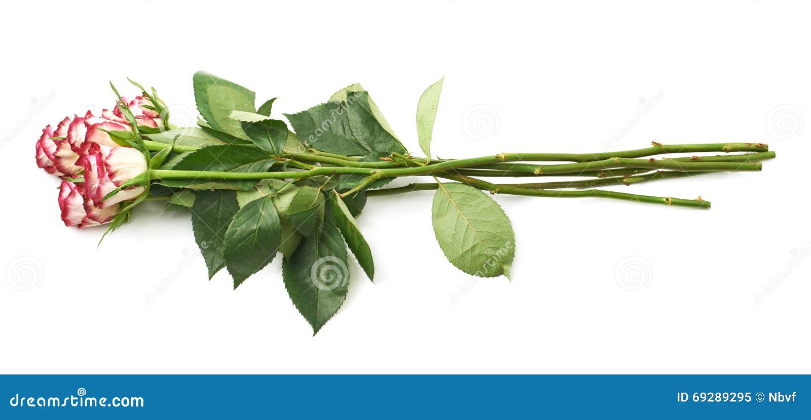 Pile of four roses stock image. Image of beautiful, green - 69289295 Pile of four roses stock image. Image of beautiful, green - 69289295
