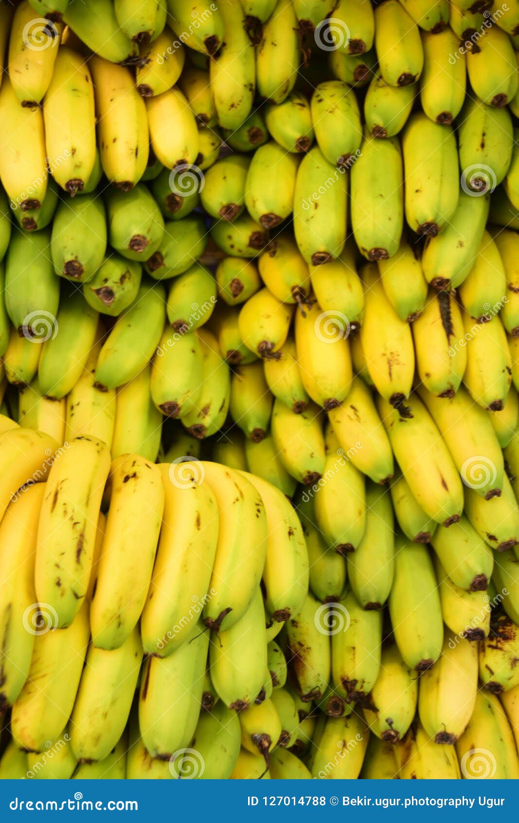 Pile of fresh bananas stock photo. Image of produce - 127014788