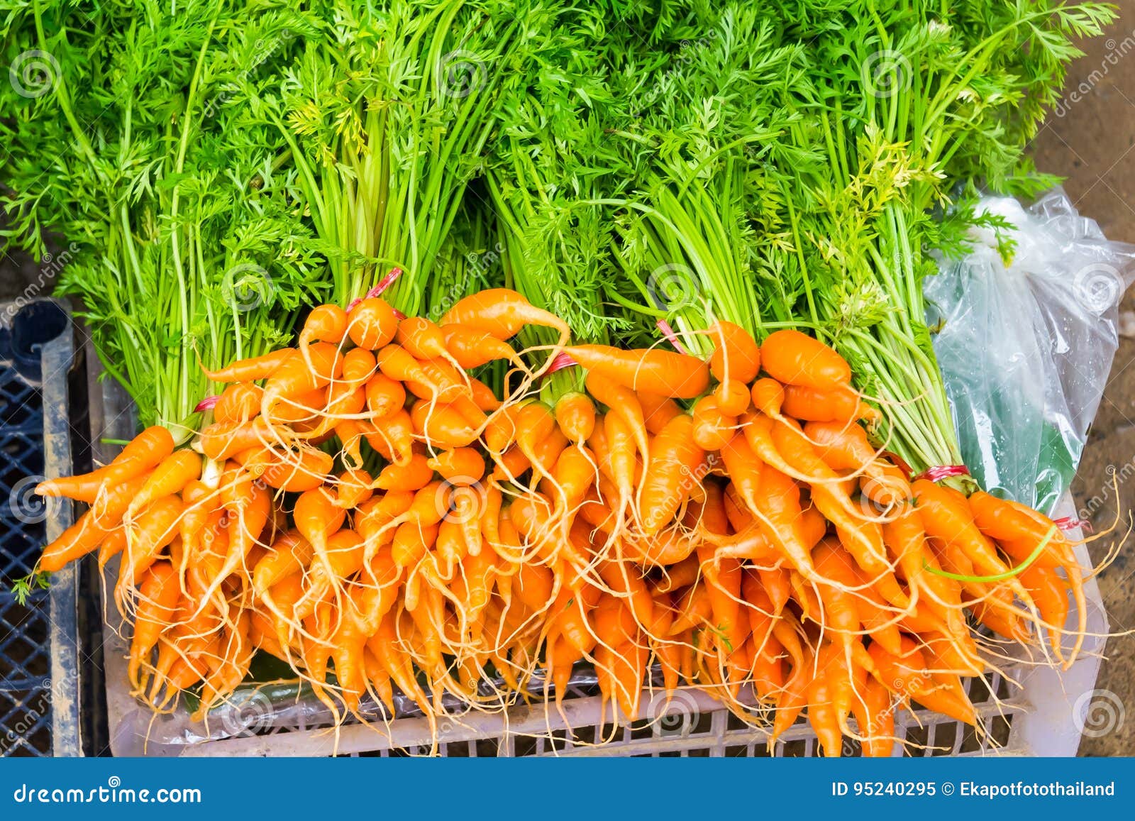 Pile of fresh carrot stock image. Image of orange, root - 95240295