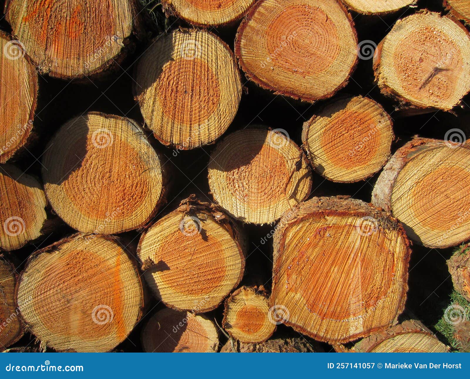 A Pile of Fresh Cut Wood in the Forest Stock Image - Image of design ...