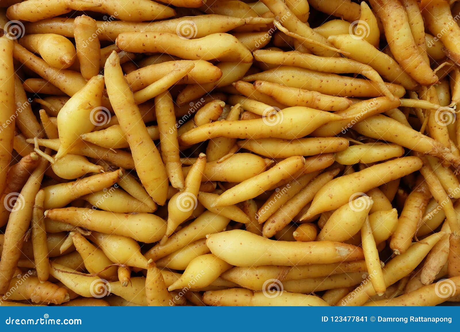 Pile of Fresh Finger Root, Food and Herbs Stock Image - Image of market ...