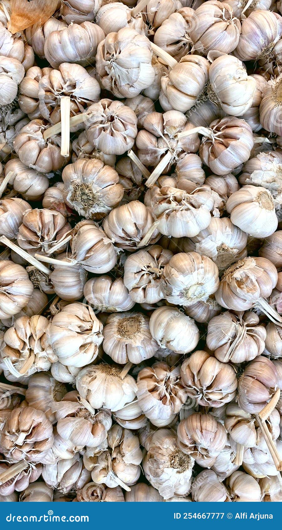 Pile of fresh garlic bulbs stock image. Image of animal - 254667777
