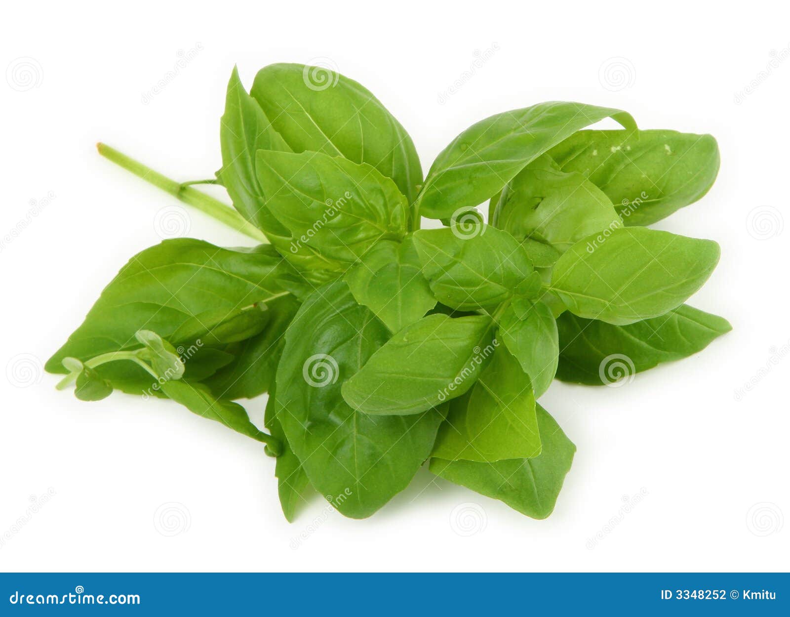 Pile of fresh green basil stock photo. Image of life, stack - 3348252