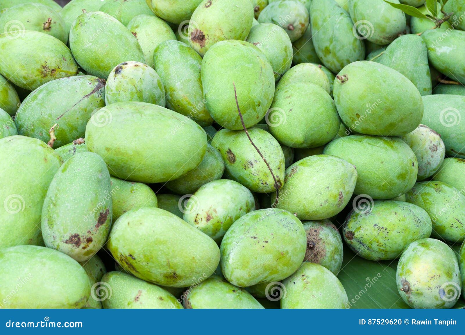 Pile of Fresh Green Mango Fruit in Market Stock Photo - Image of asia ...