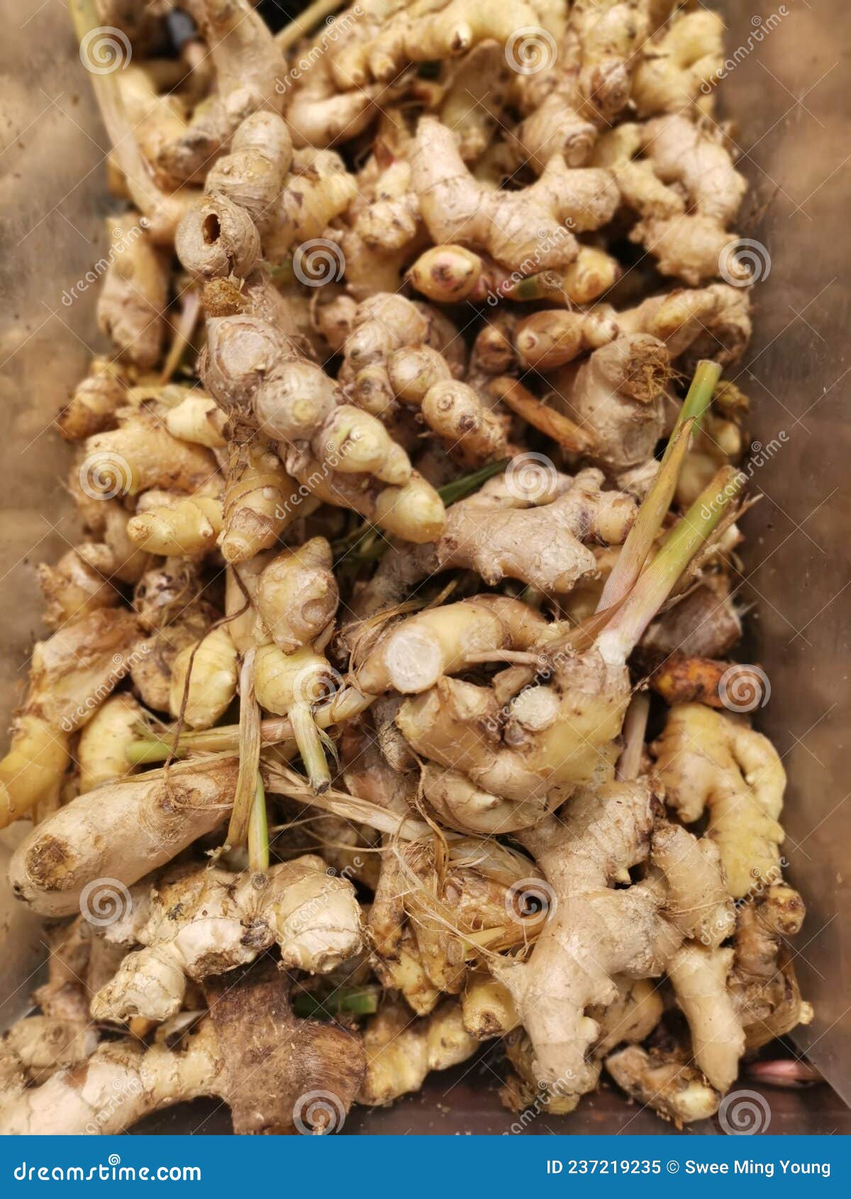 Pile of fresh loose ginger stock image. Image of flavoring - 237219235
