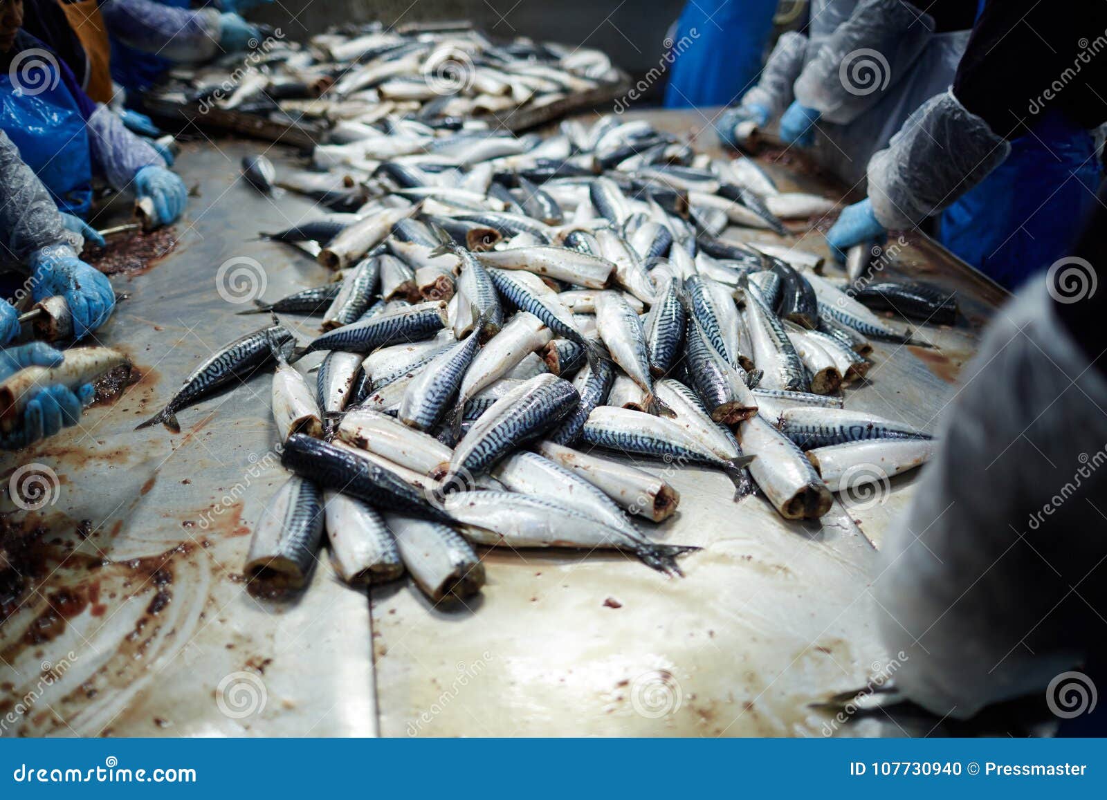 Mackerel for processing stock photo. Image of plant - 107730940