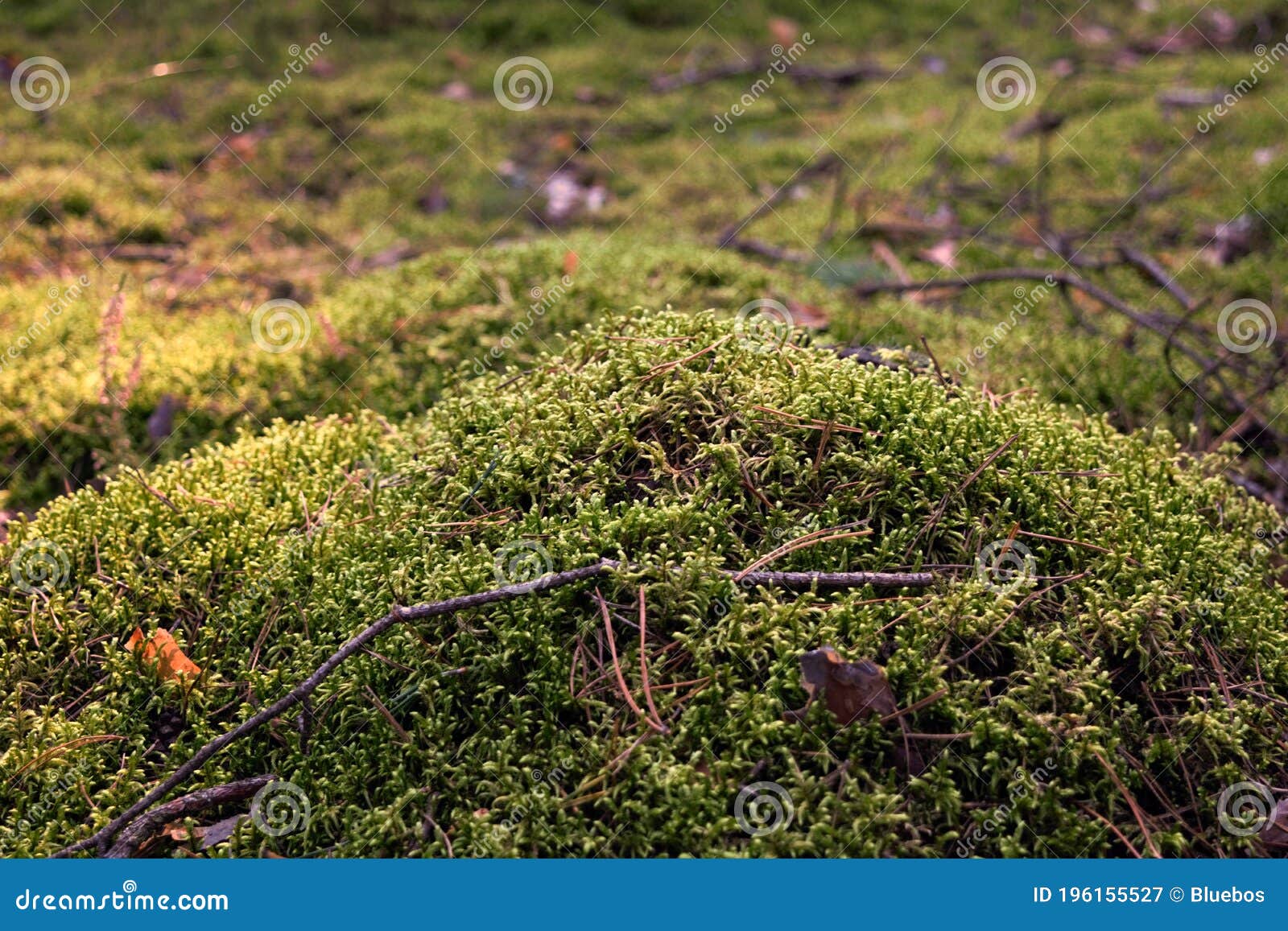 A Pile of Fresh Moss in the Woods. Stock Image - Image of field ...