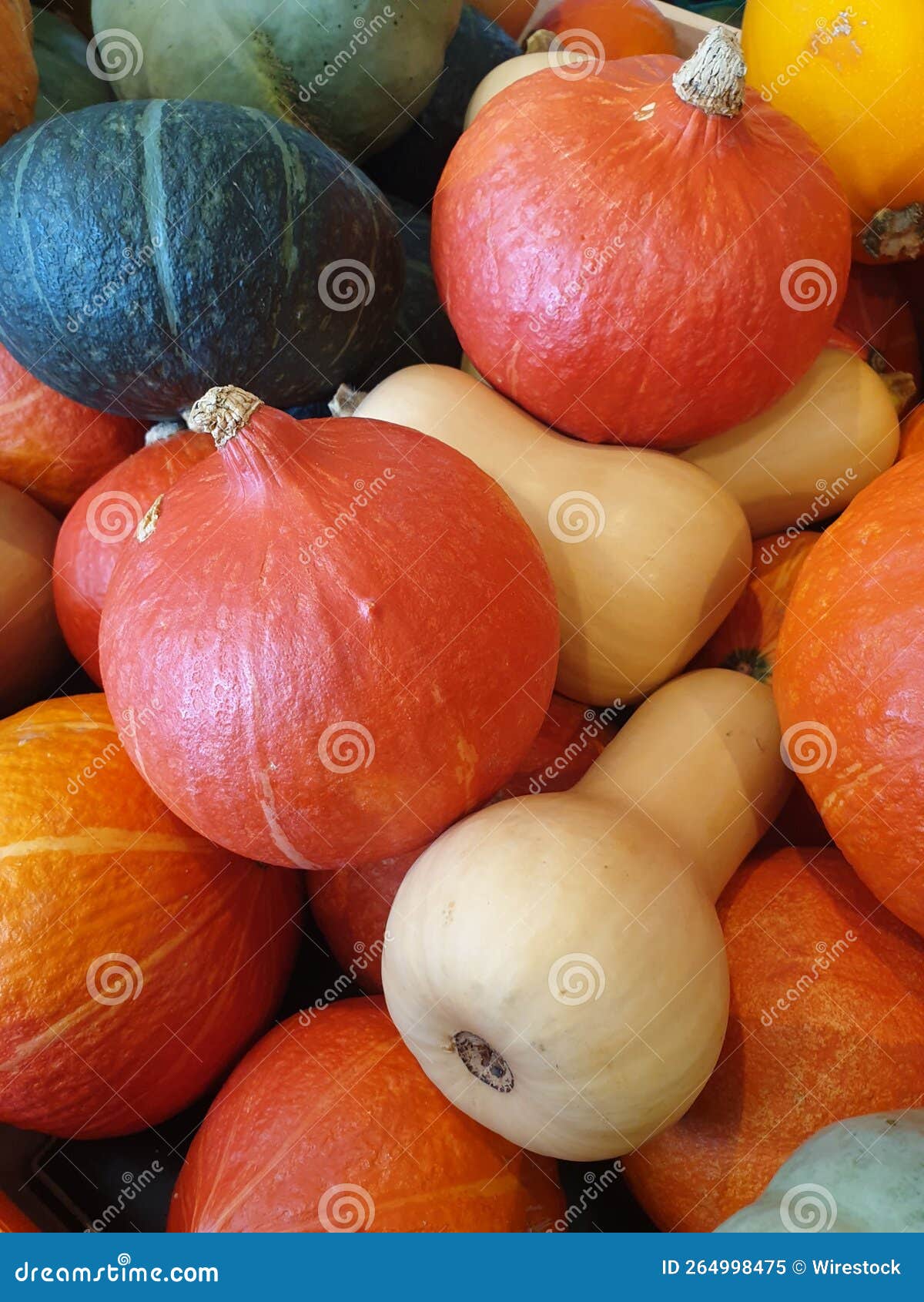 Pile of Fresh Multi Colored Pumpkins in a Market Stock Image - Image of ...