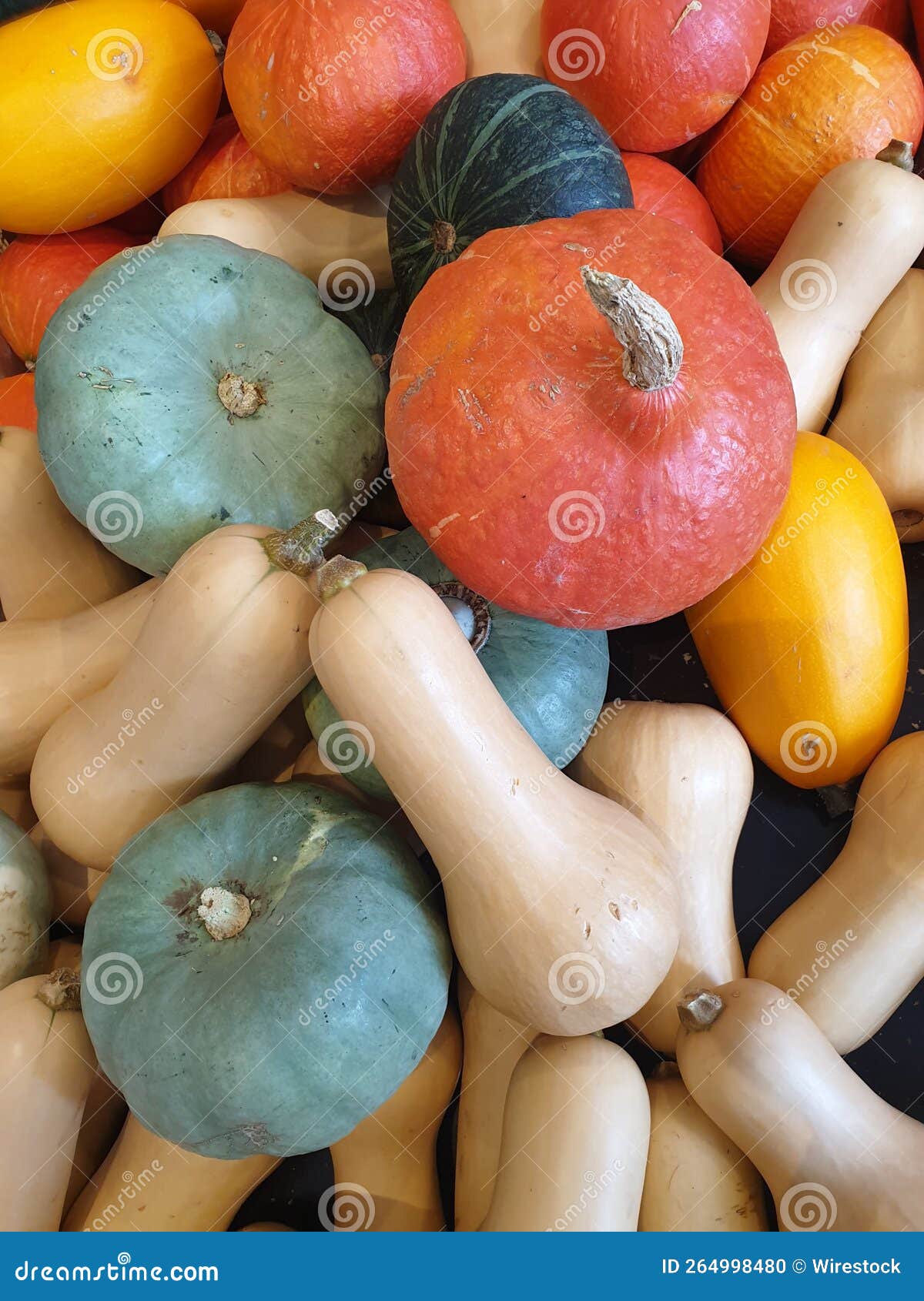 Pile of Fresh Multi Colored Pumpkins in a Market Stock Photo - Image of ...