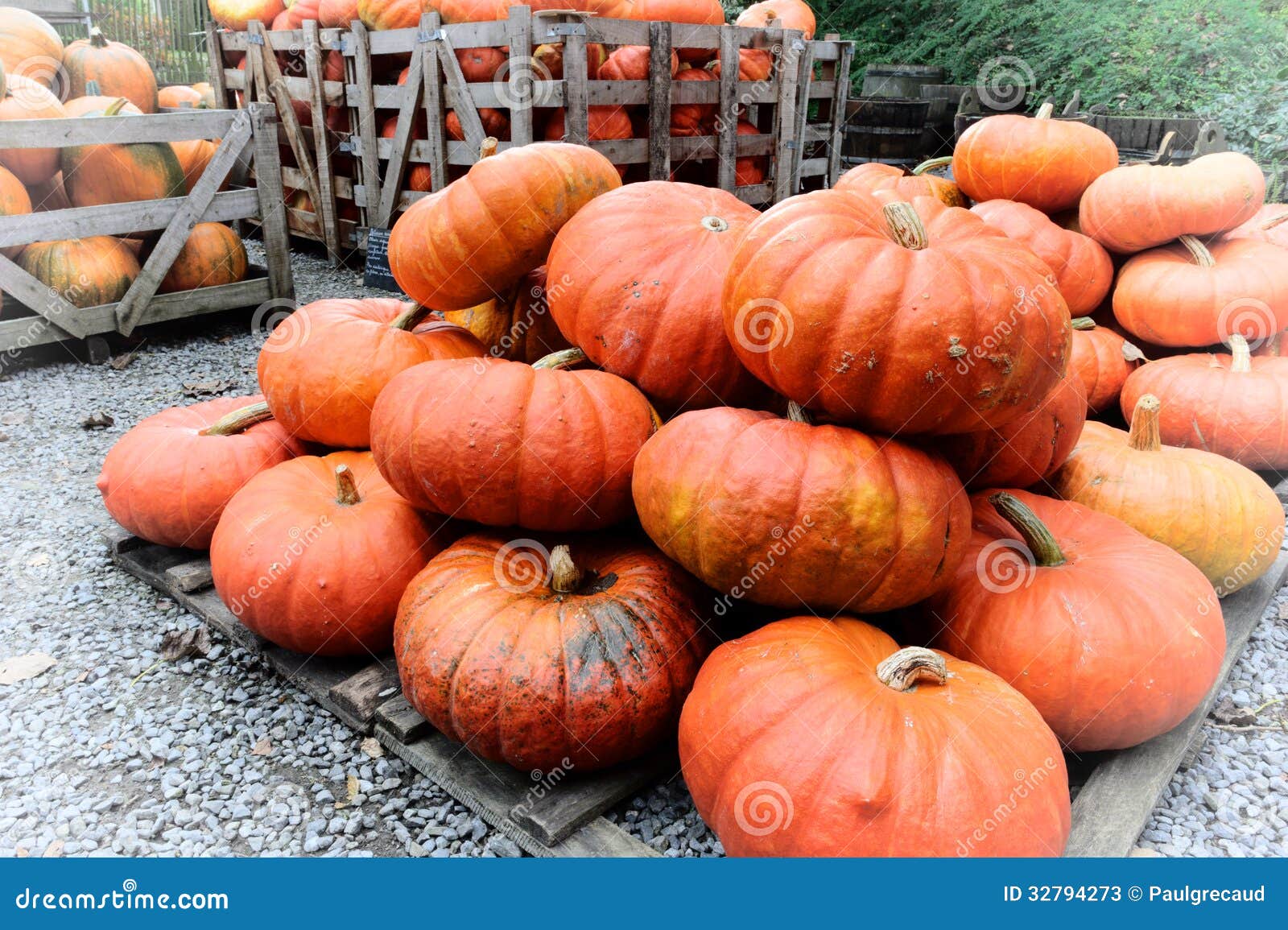 Pile of fresh pumpkins stock image. Image of festive - 32794273